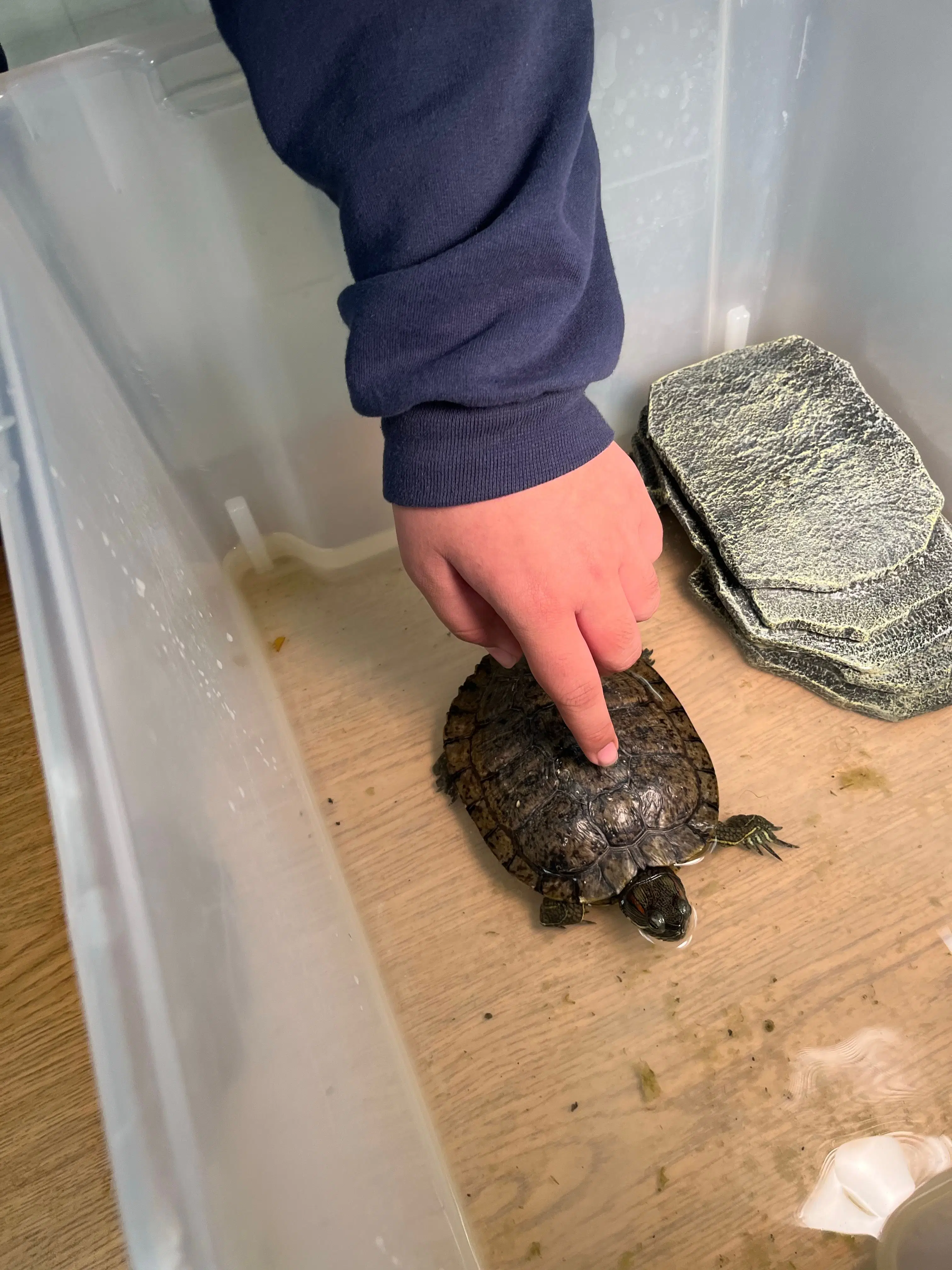 Topic Details Page- tortle | HoYoLAB