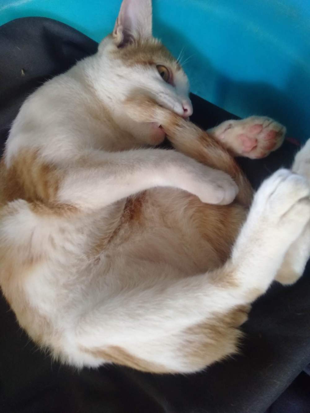 Happy Birth Day Aunt Teri Teri >__