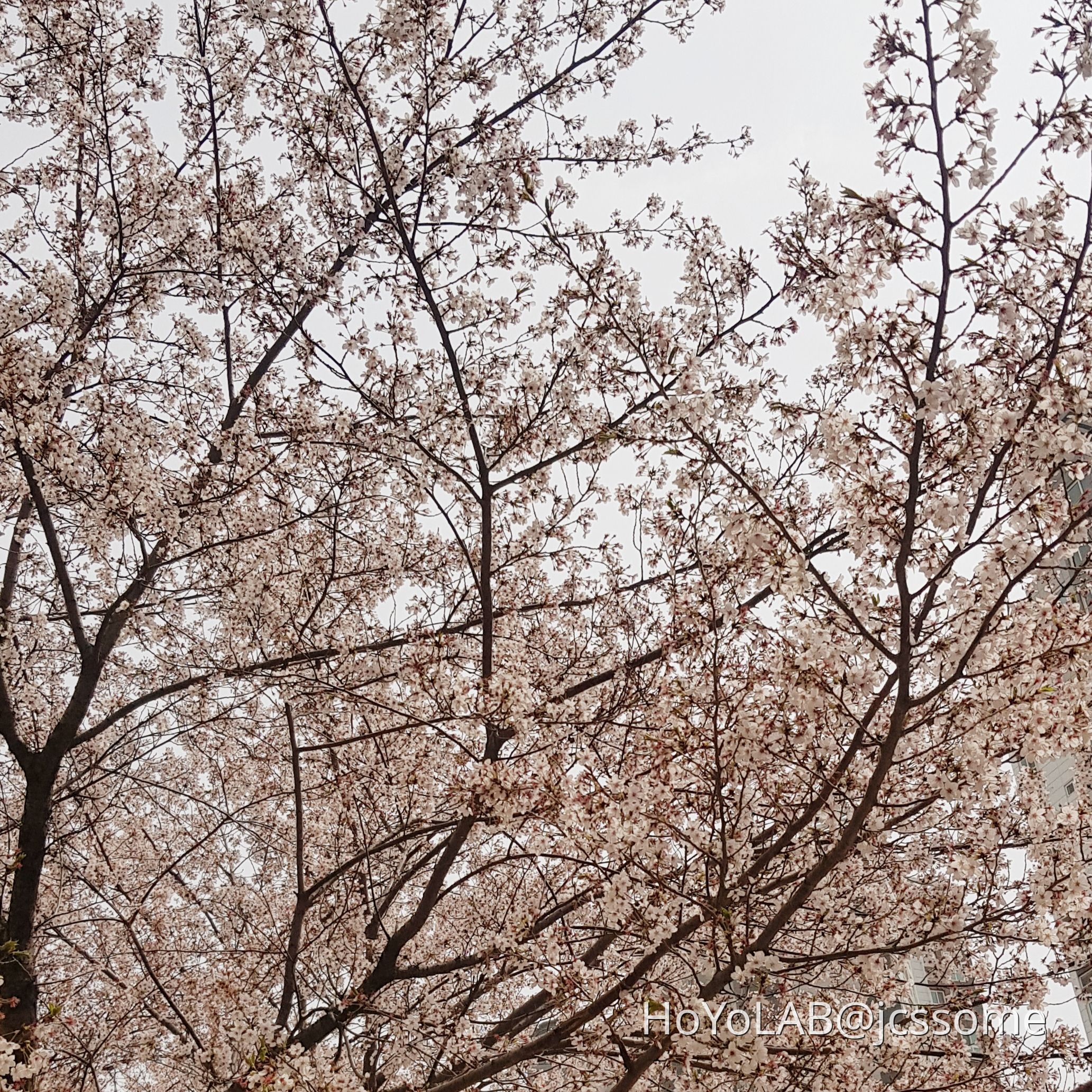 Sakura bloom Genshin Impact | HoYoLAB