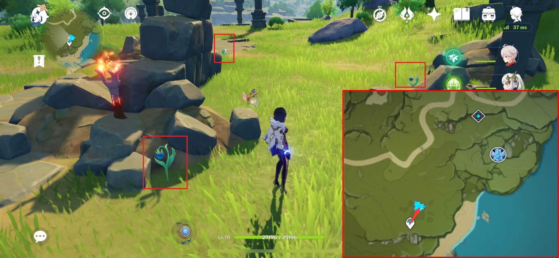 Small Lamp Grass*77 – Produce Material Farming Guide Genshin Impact ...