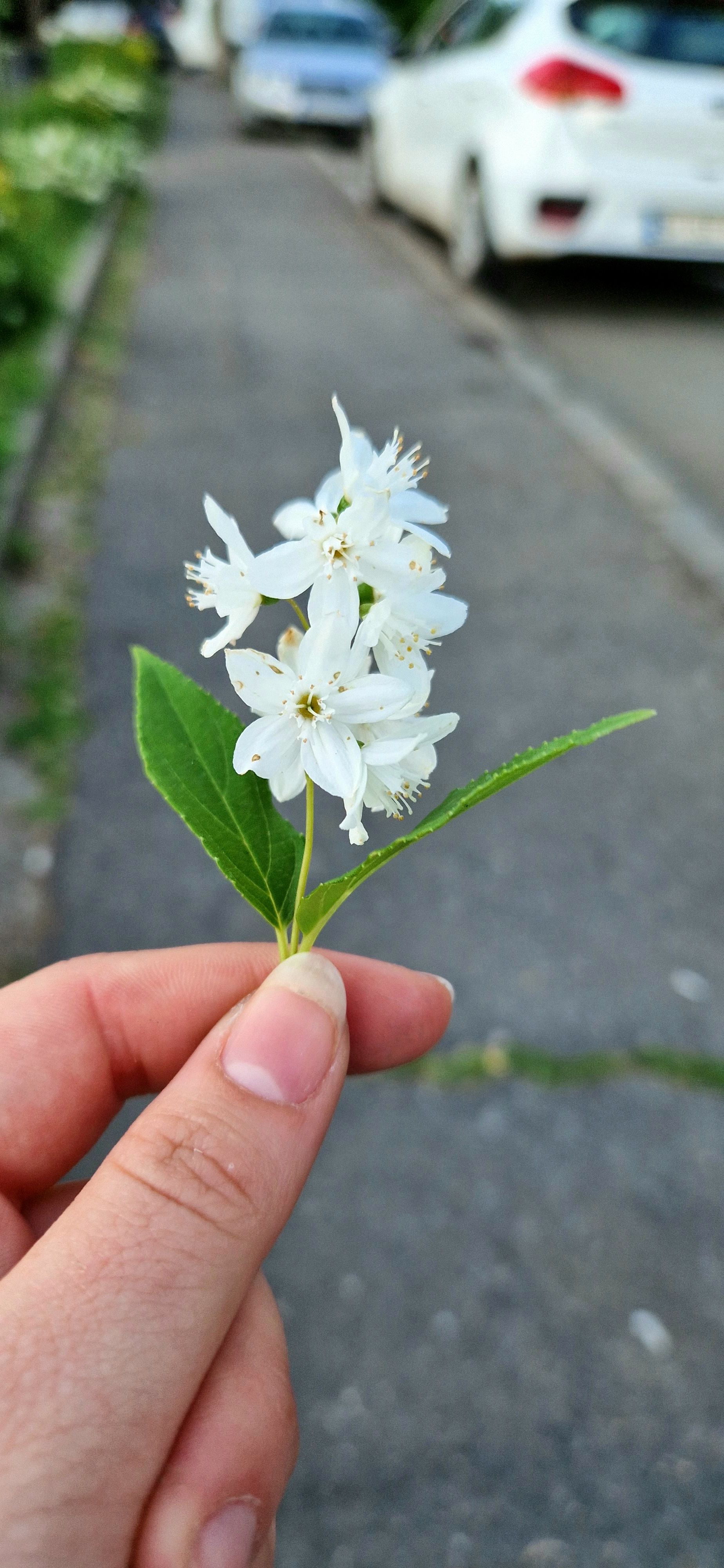 flower Genshin Impact | HoYoLAB