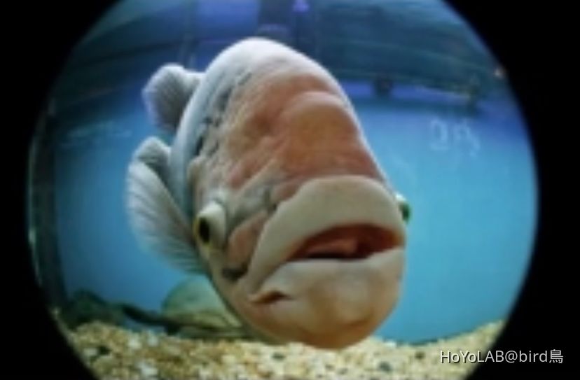 guys i think i found paimon Genshin Impact | HoYoLAB