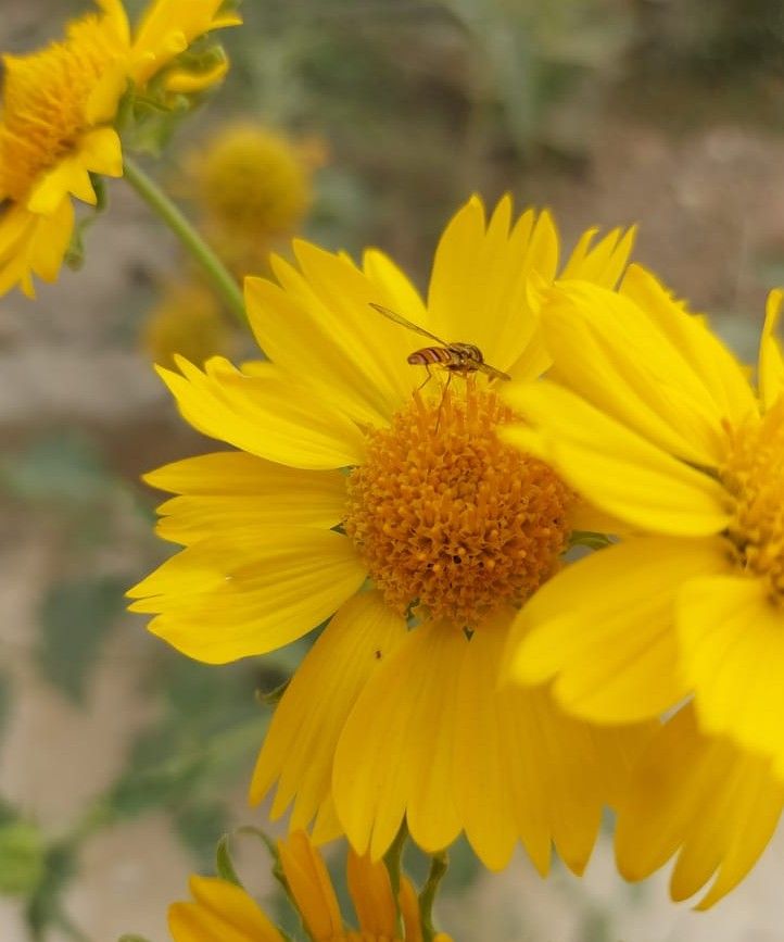 Golden crownbeard ️🌼 | HoYoLAB