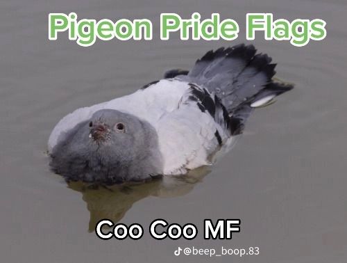 Gay Pigeons | HoYoLAB