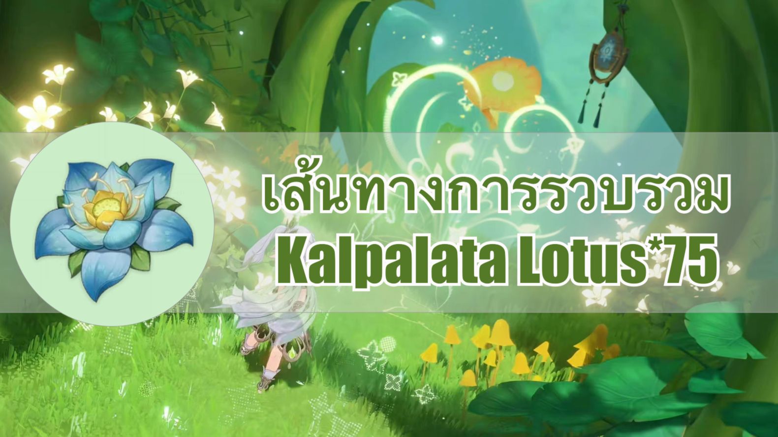 เส้นทางการรวบรวม Kalpalata Lotus*75 Genshin Impact | HoYoLAB
