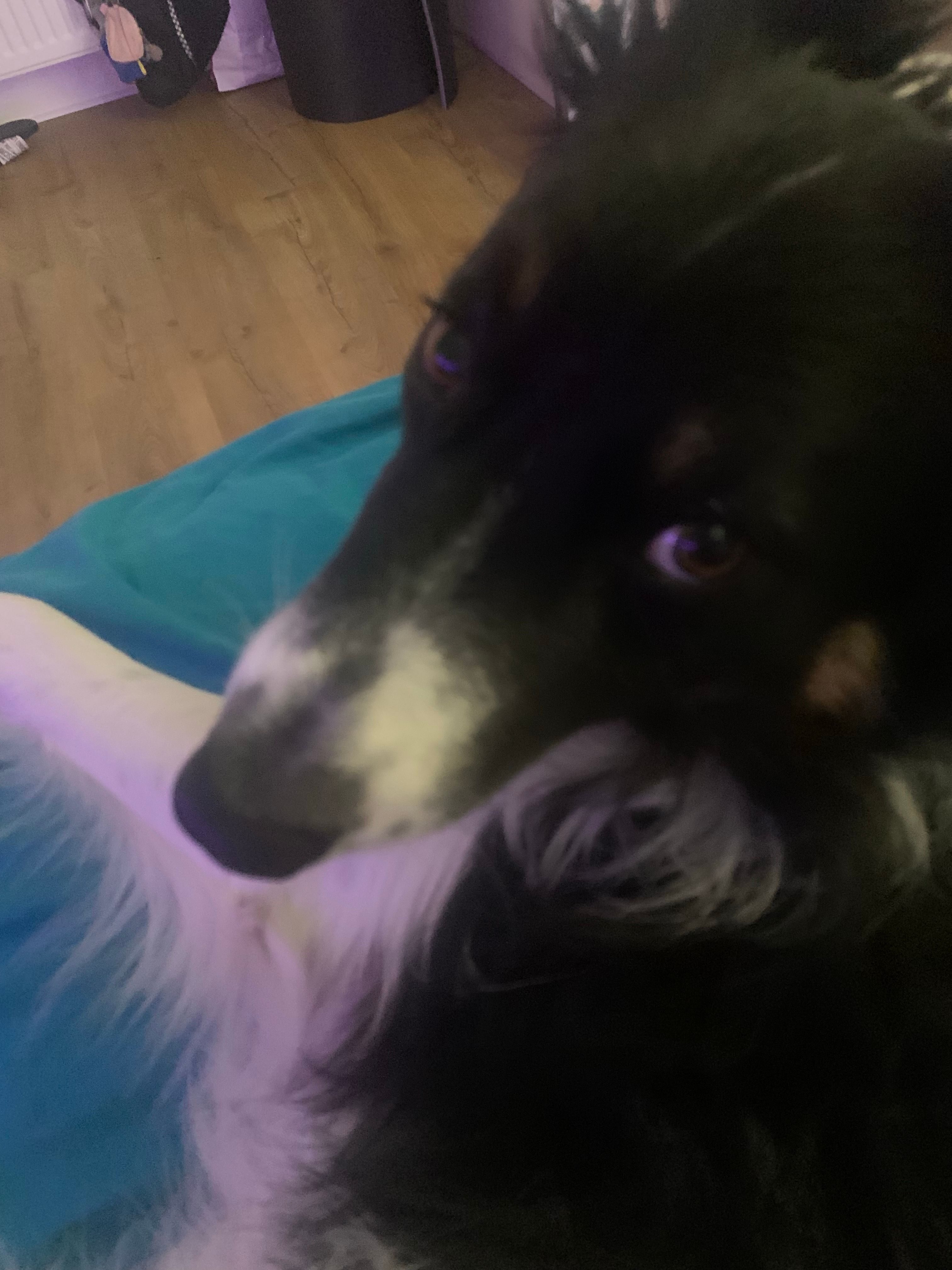 Pictures of my dog because I hit 1.9k | HoYoLAB