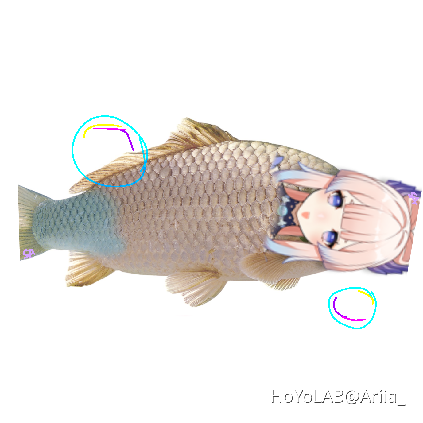 An actual kokofish Genshin Impact | HoYoLAB