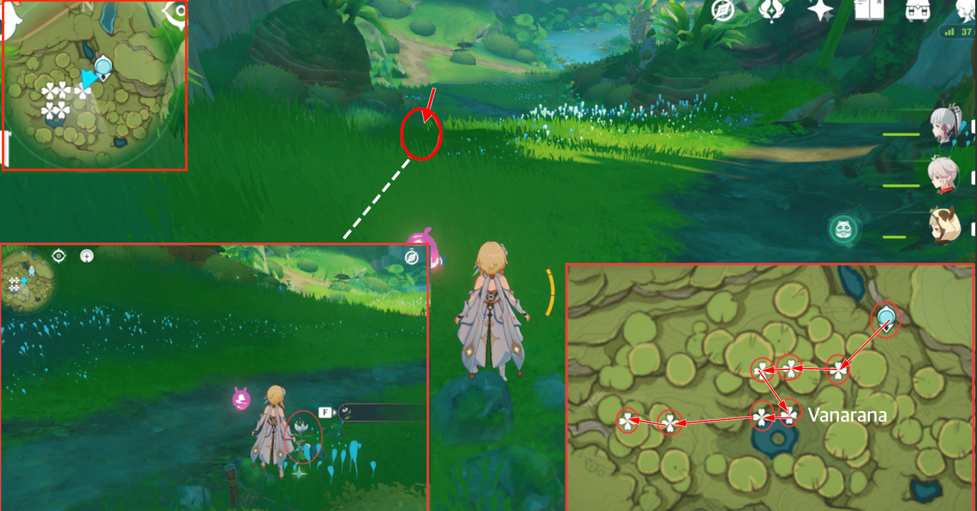 Guía para farmear orquídea padishá que hasta Paimon puede entender ...