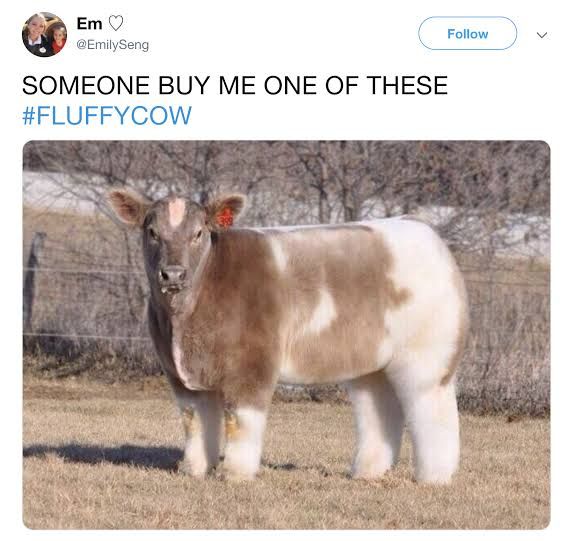 Fluffy cows are adorable | HoYoLAB