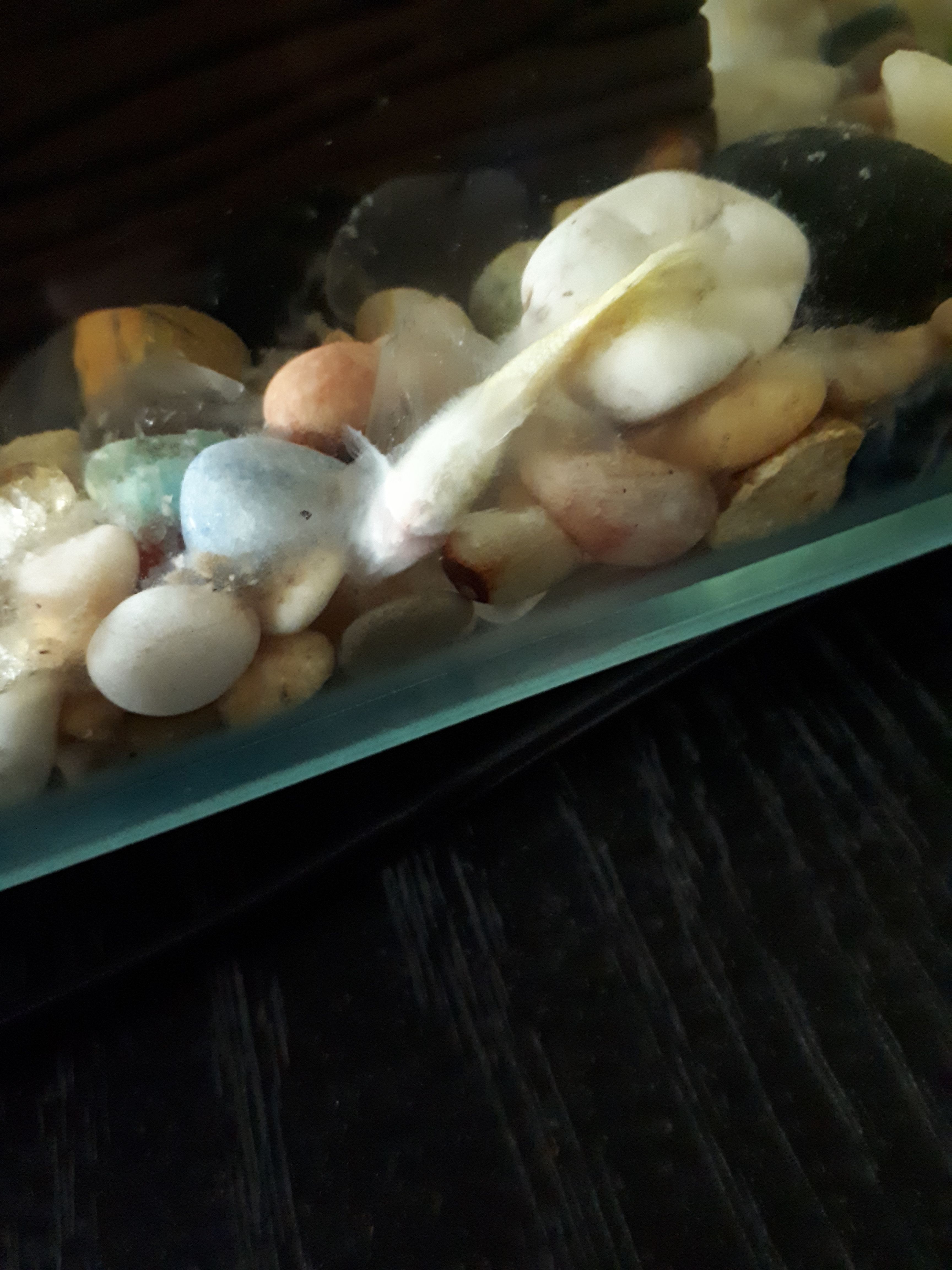 It's my dead fish. Oh also a sushi bowl :) | HoYoLAB