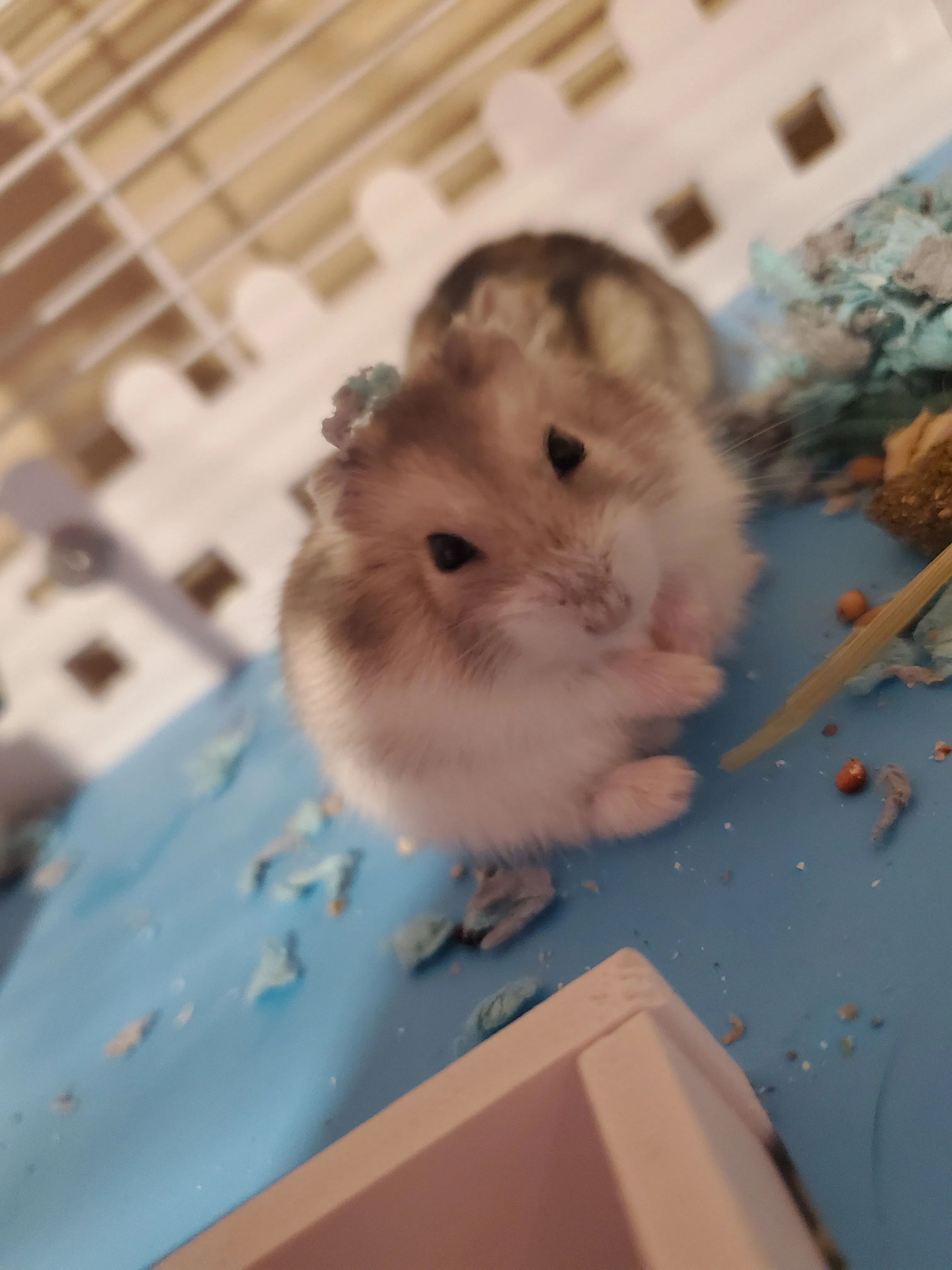 My hamster passed away. RIP Fricklet, you will be missed. Genshin ...