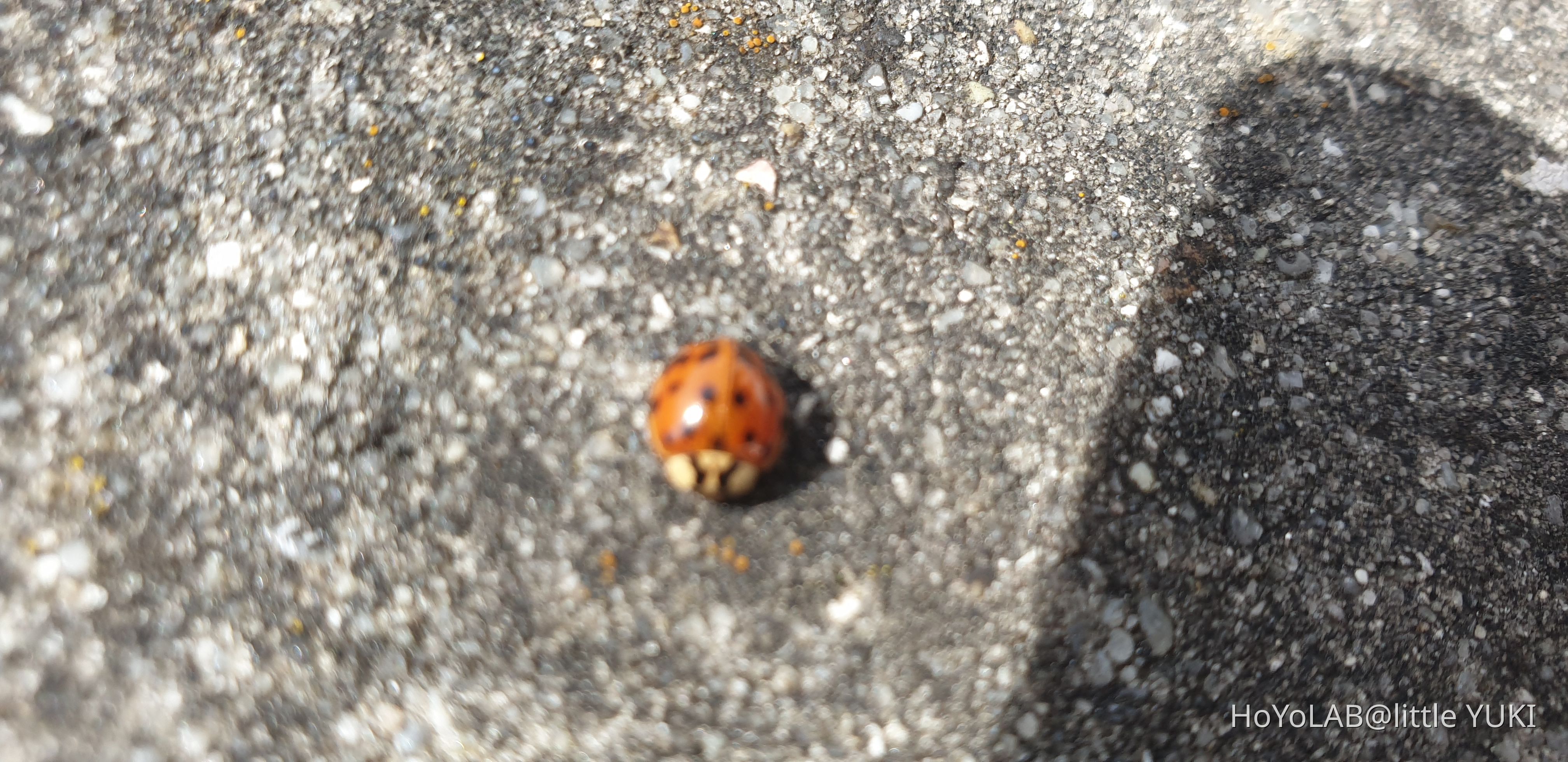 THERES A DEAD LADYBUG ON MY WINDOW 😭 | HoYoLAB