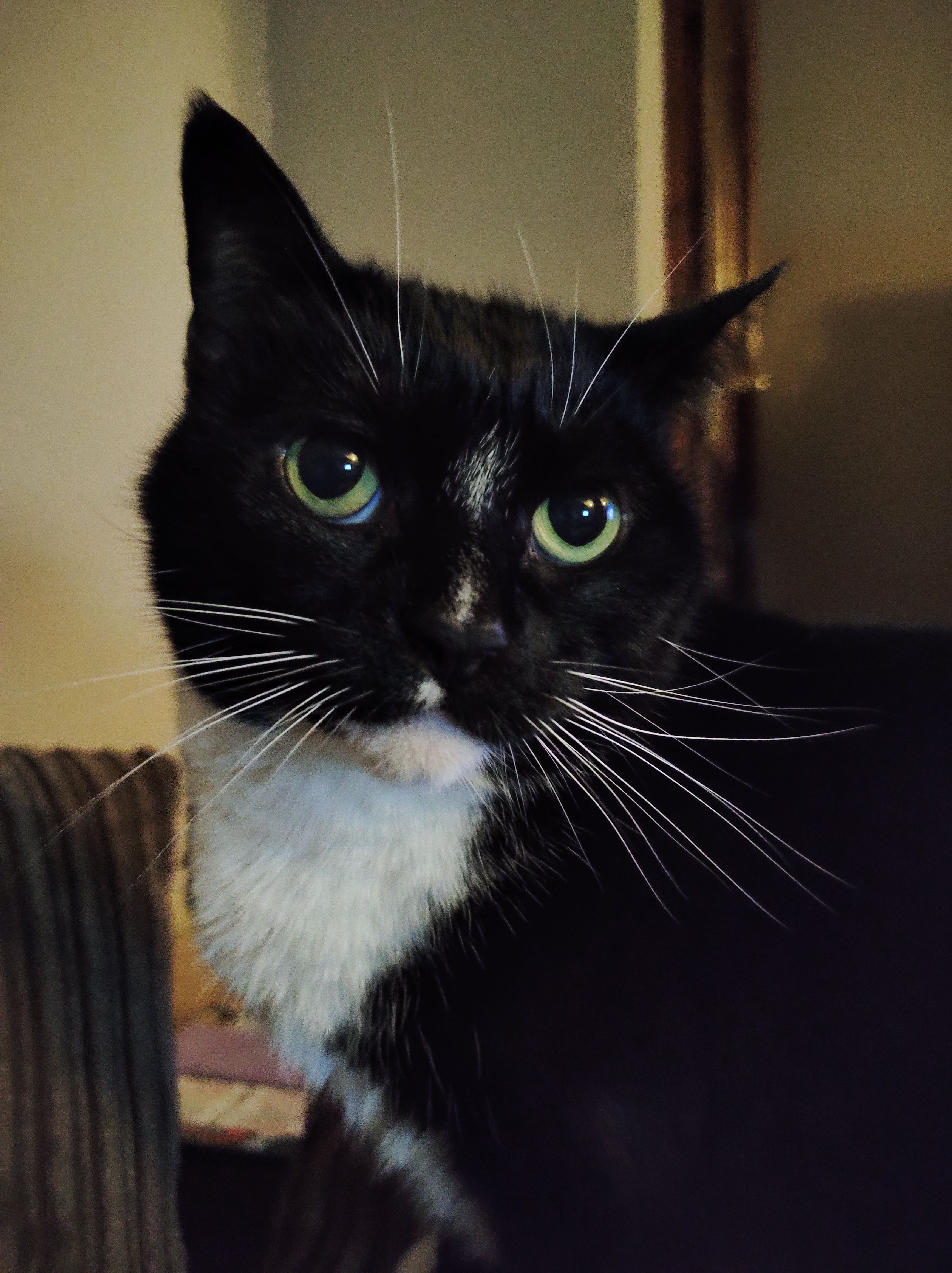 Cat reveal | HoYoLAB