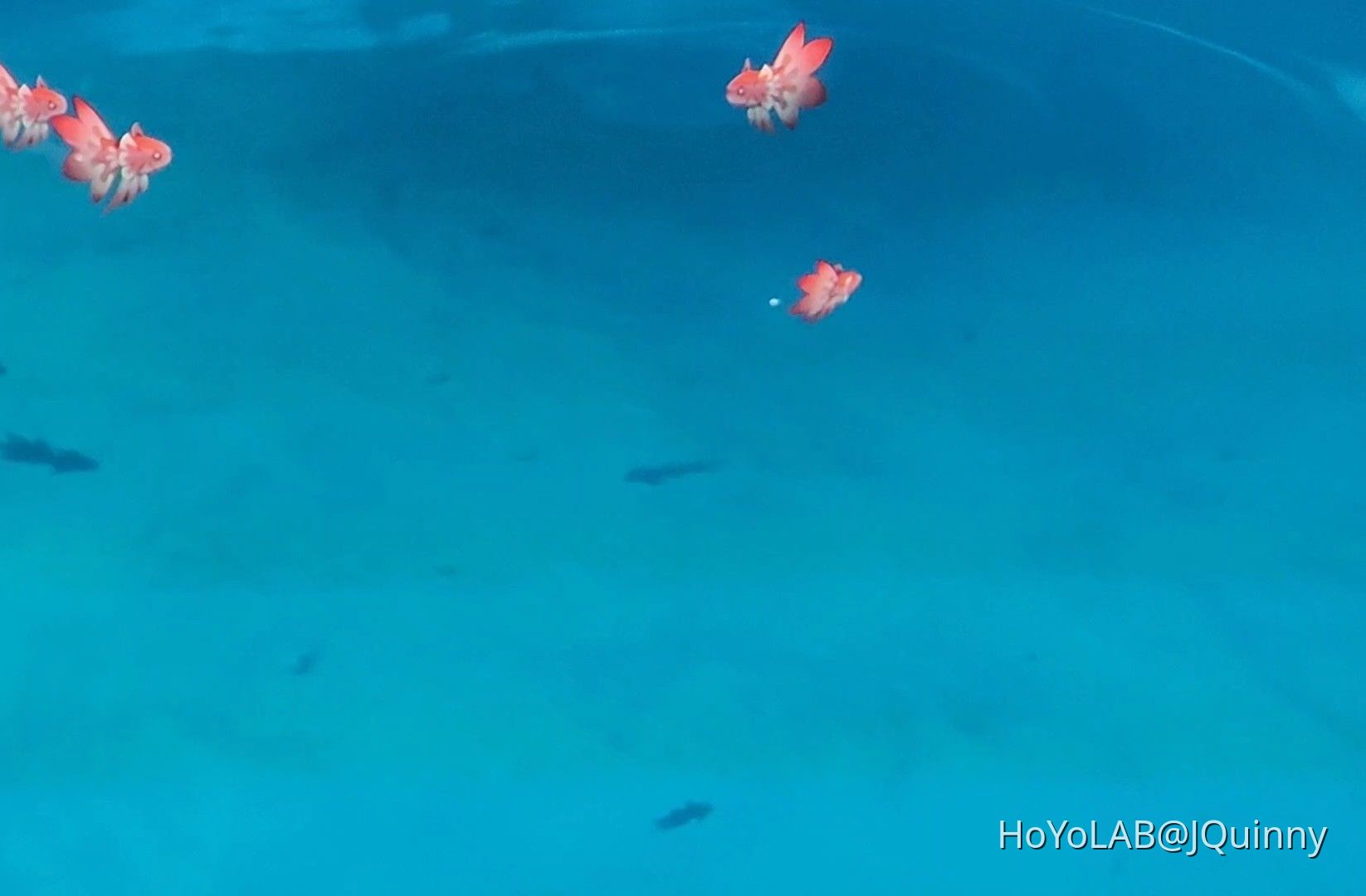 Broken fish?!? Genshin Impact | HoYoLAB