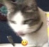 Cat reaction memes | HoYoLAB