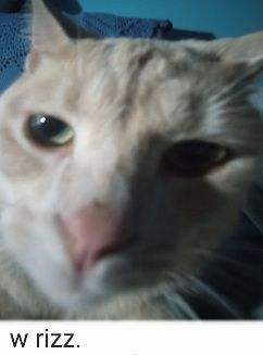 my humor is genuinely broken (cat meme contest) | HoYoLAB