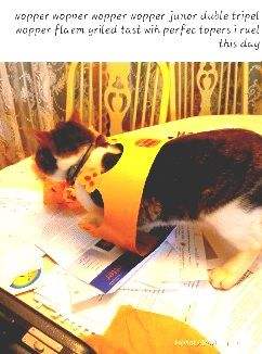 my humor is genuinely broken (cat meme contest) | HoYoLAB