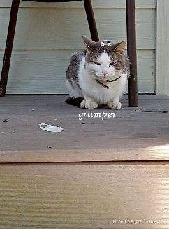 my humor is genuinely broken (cat meme contest) | HoYoLAB