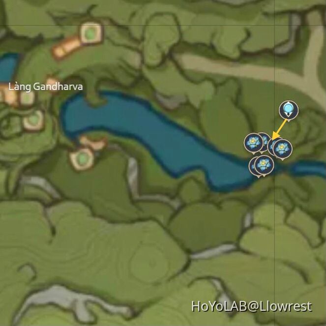 Hướng dẫn thu thập "Sen Kalpalata" Genshin Impact | HoYoLAB