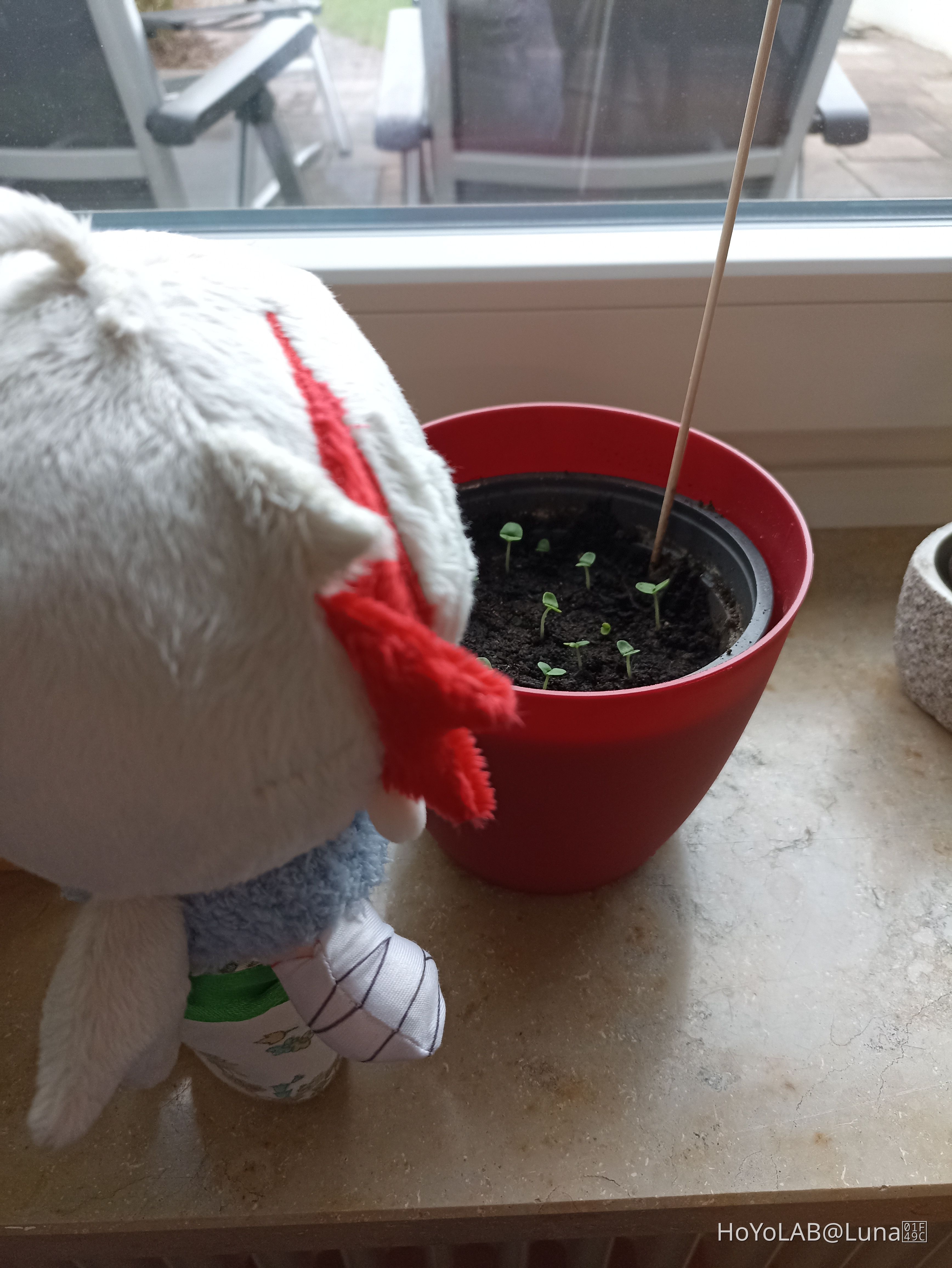 More basil Kazuha 😊 Genshin Impact | HoYoLAB