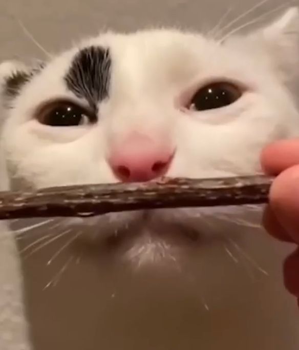 Please EVEN THE CAT HAS EYEBAGS | HoYoLAB
