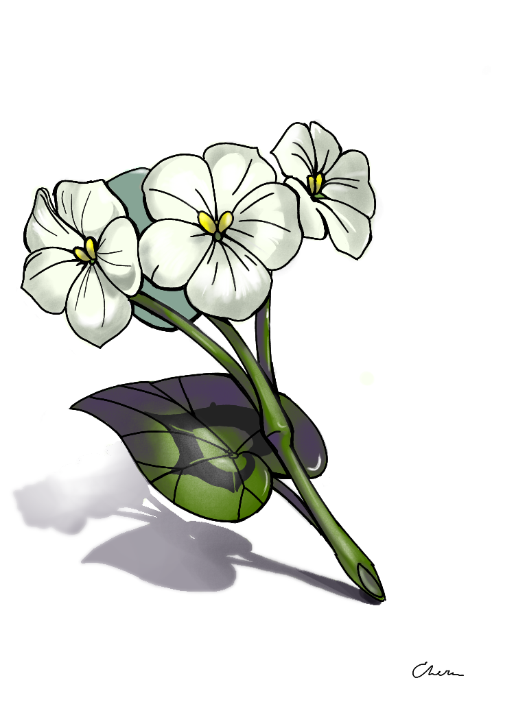 Qingxin Flowers From the High Mountains of Liyue Genshin Impact | HoYoLAB