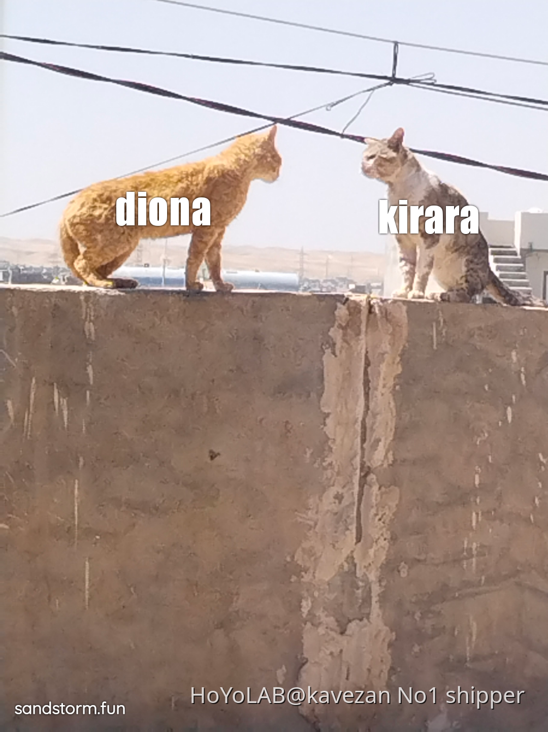 diona and kirara in real life Genshin Impact | HoYoLAB