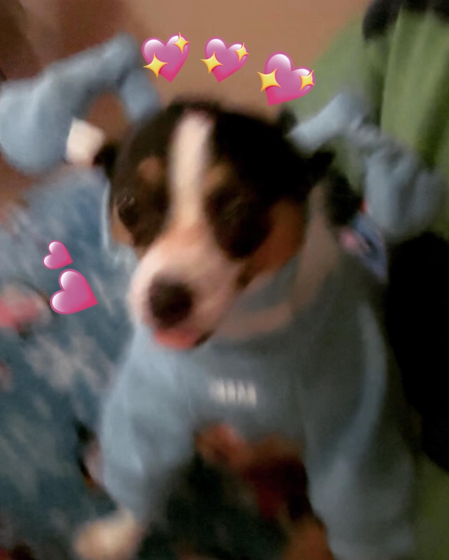 My Doggo & Me | HoYoLAB