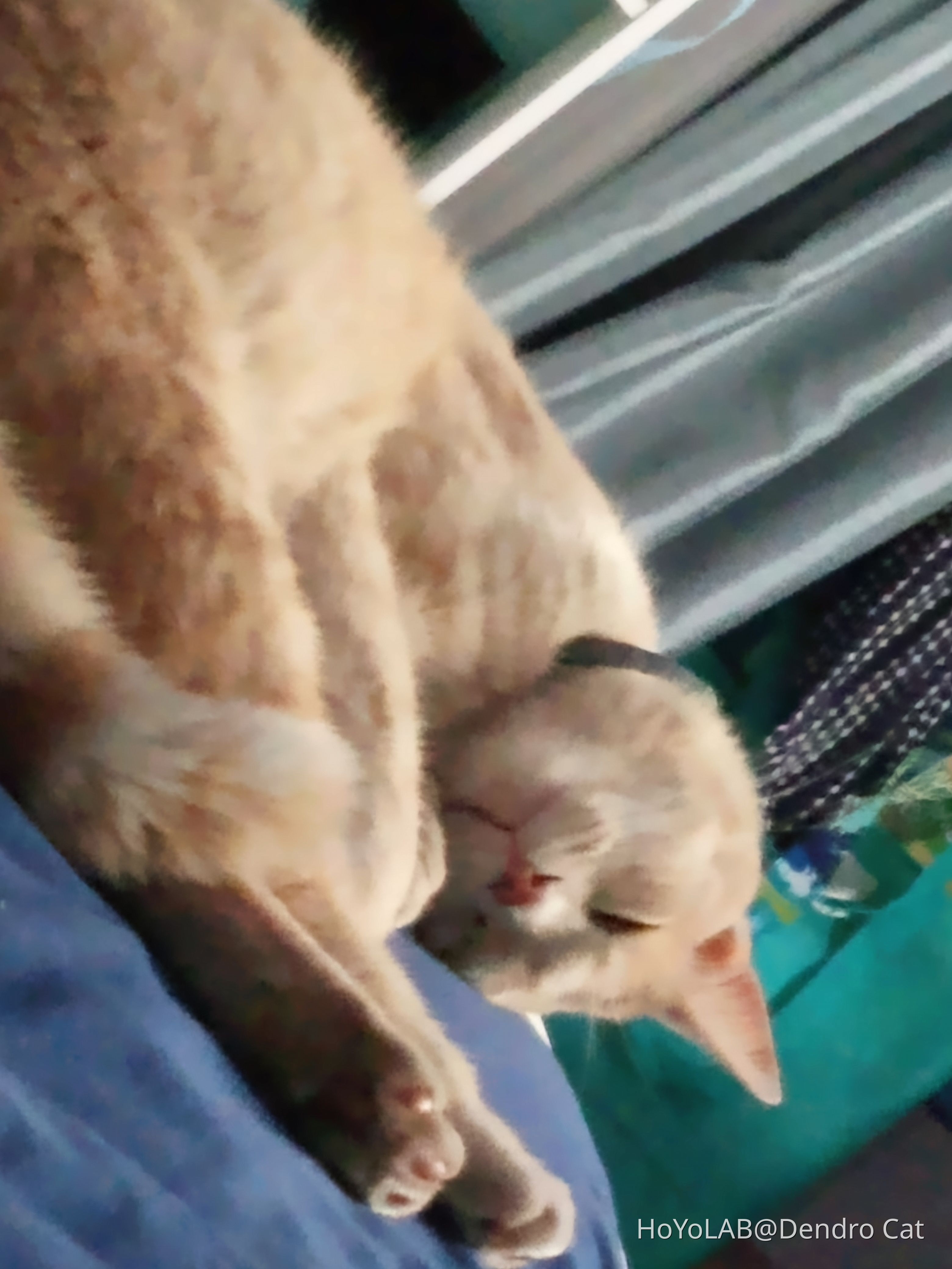 Hi (ddoc 82) | HoYoLAB