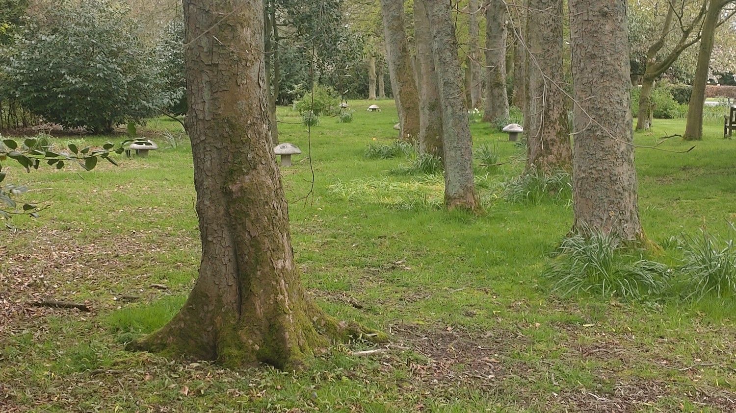 The Forests of Sumeru IRL Genshin Impact | HoYoLAB