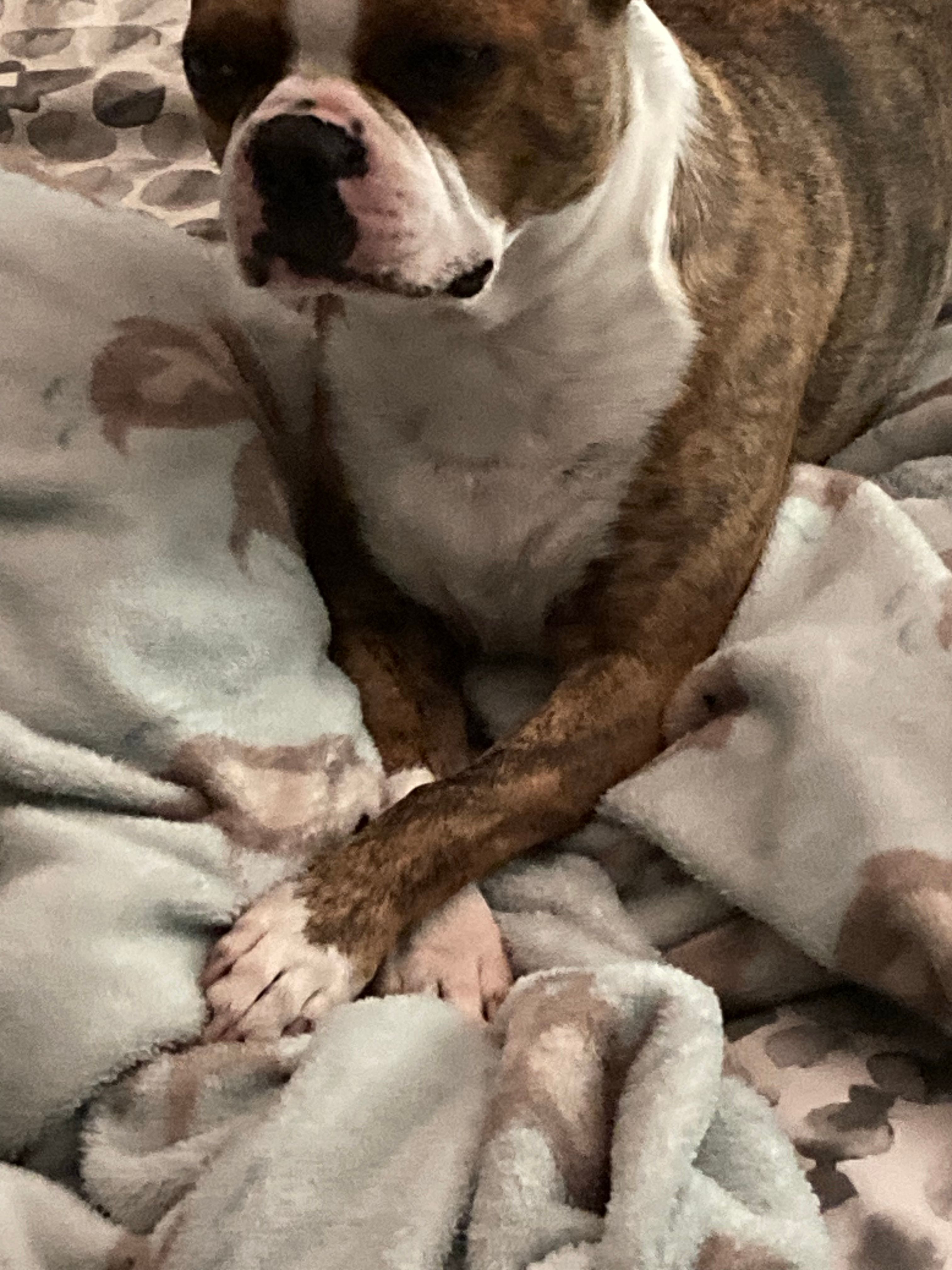 HE GOT THE FANCY PAWS CRYING | HoYoLAB