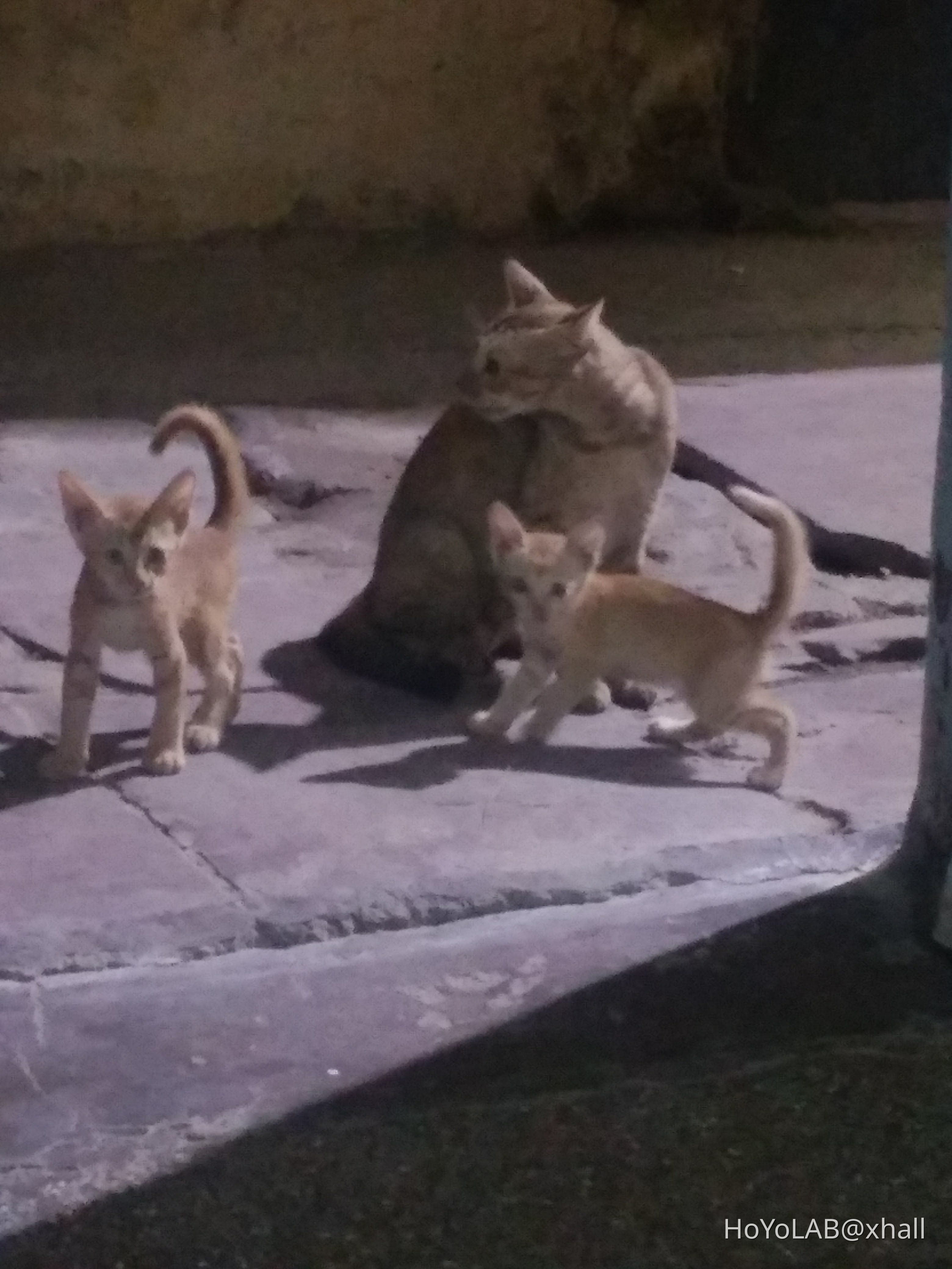 cats again cuz out of ideas :P Genshin Impact | HoYoLAB