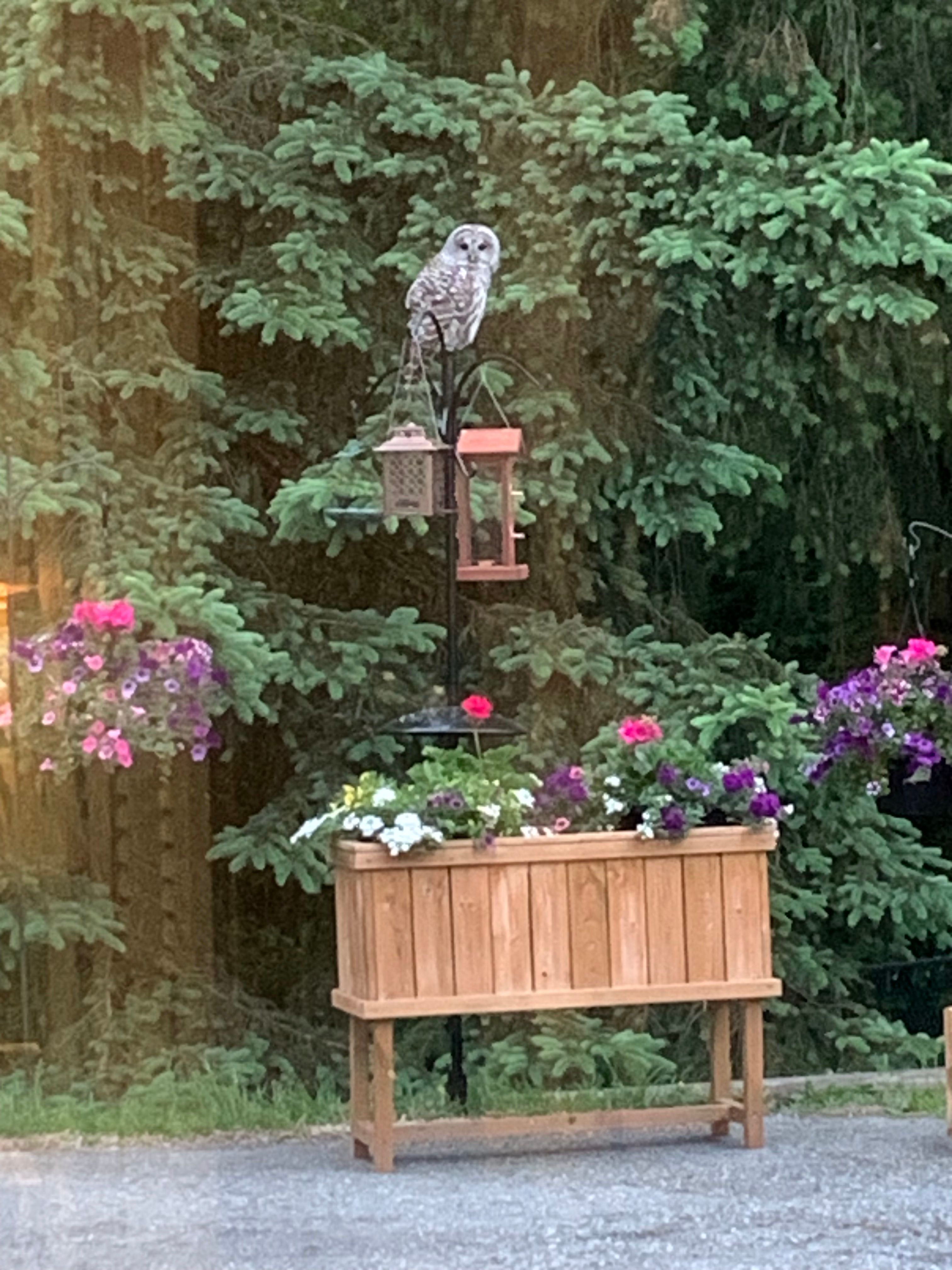 We Saw 2 Barred Owls In Our BackYard! | HoYoLAB
