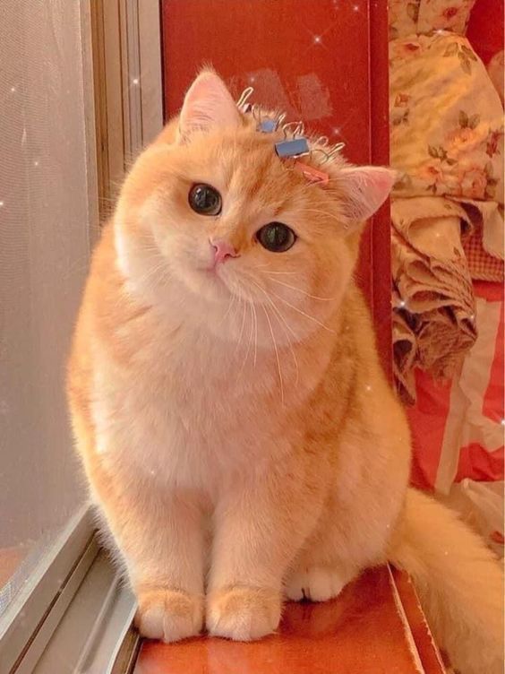 More cats~ | HoYoLAB