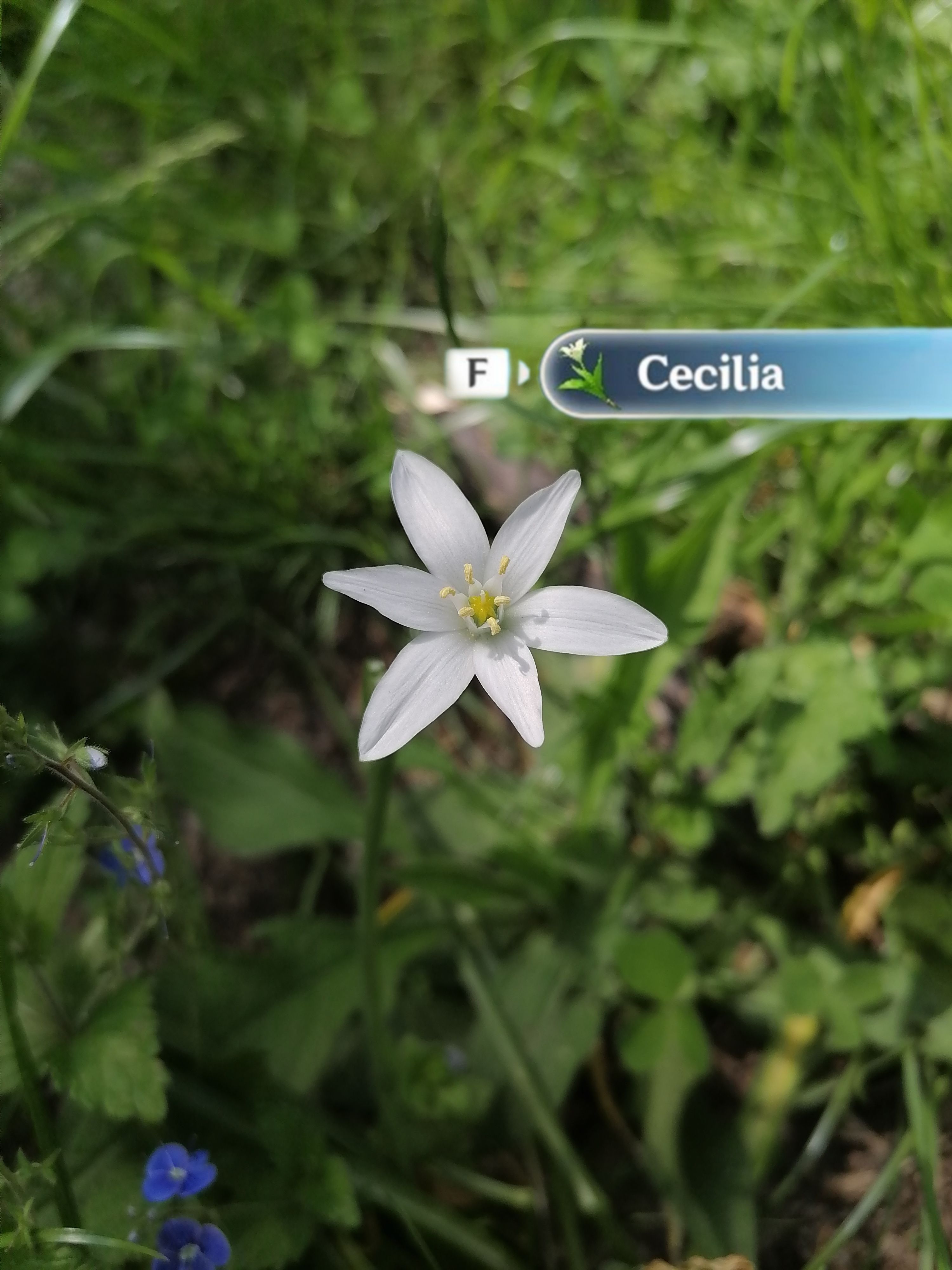 Cecilia‽ Genshin Impact | HoYoLAB