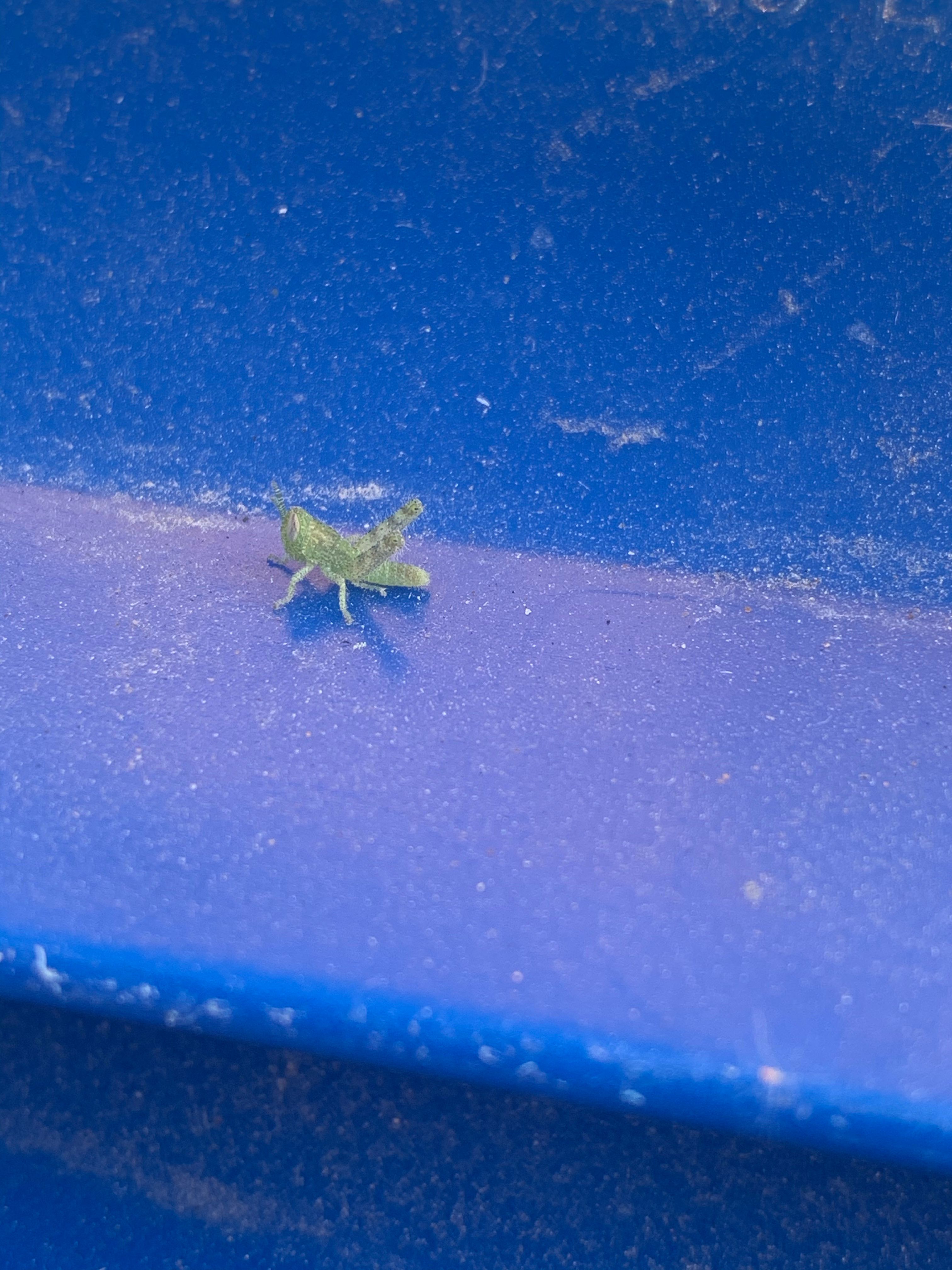 Anybody know what type of bug this is?- | HoYoLAB