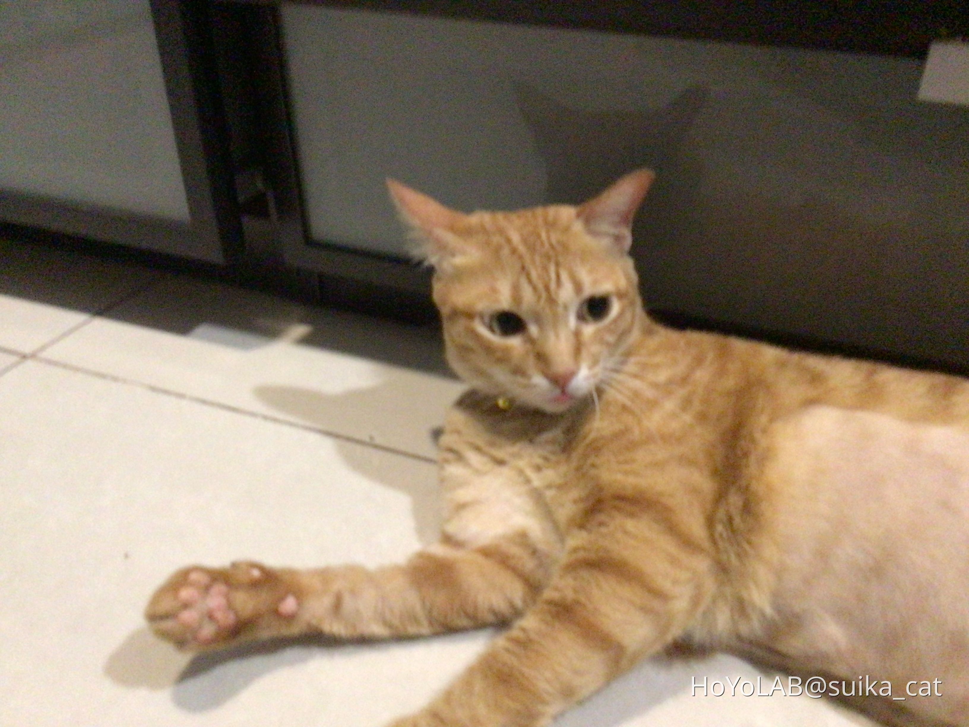 update on my cat | HoYoLAB