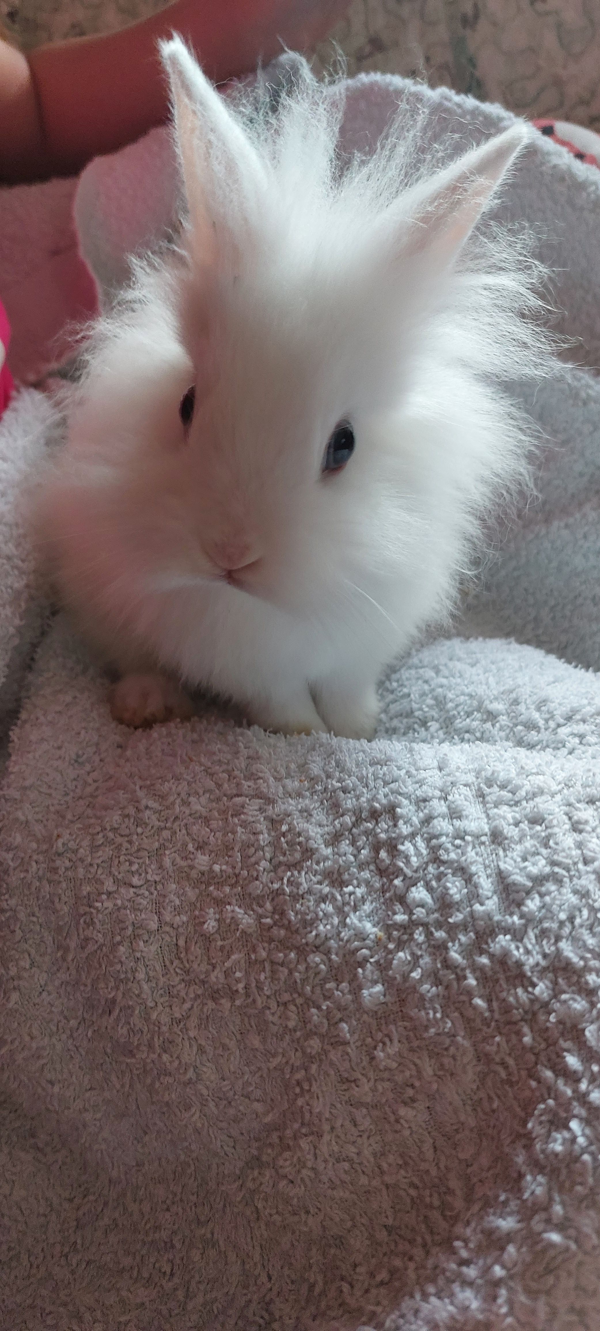 yall i got a bunny :D | HoYoLAB