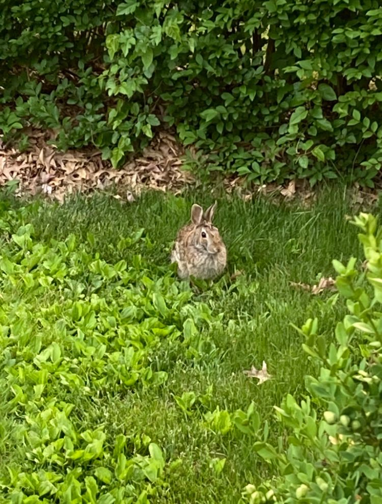 Off topic / A lil rabbit I saw in my yard (bc it’s adorable) 🐰 | HoYoLAB