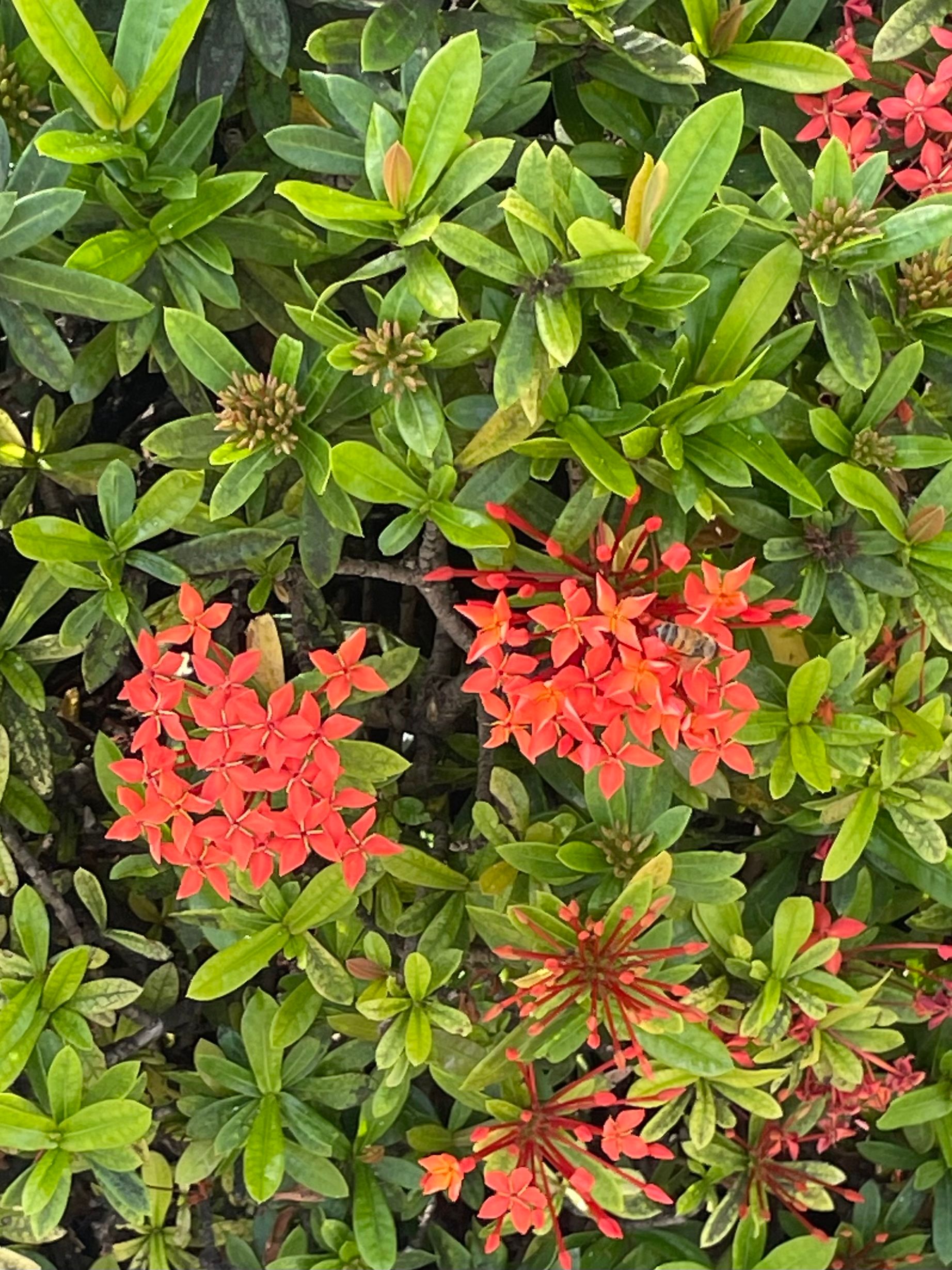 Windwheel Asters in real life?! Genshin Impact | HoYoLAB