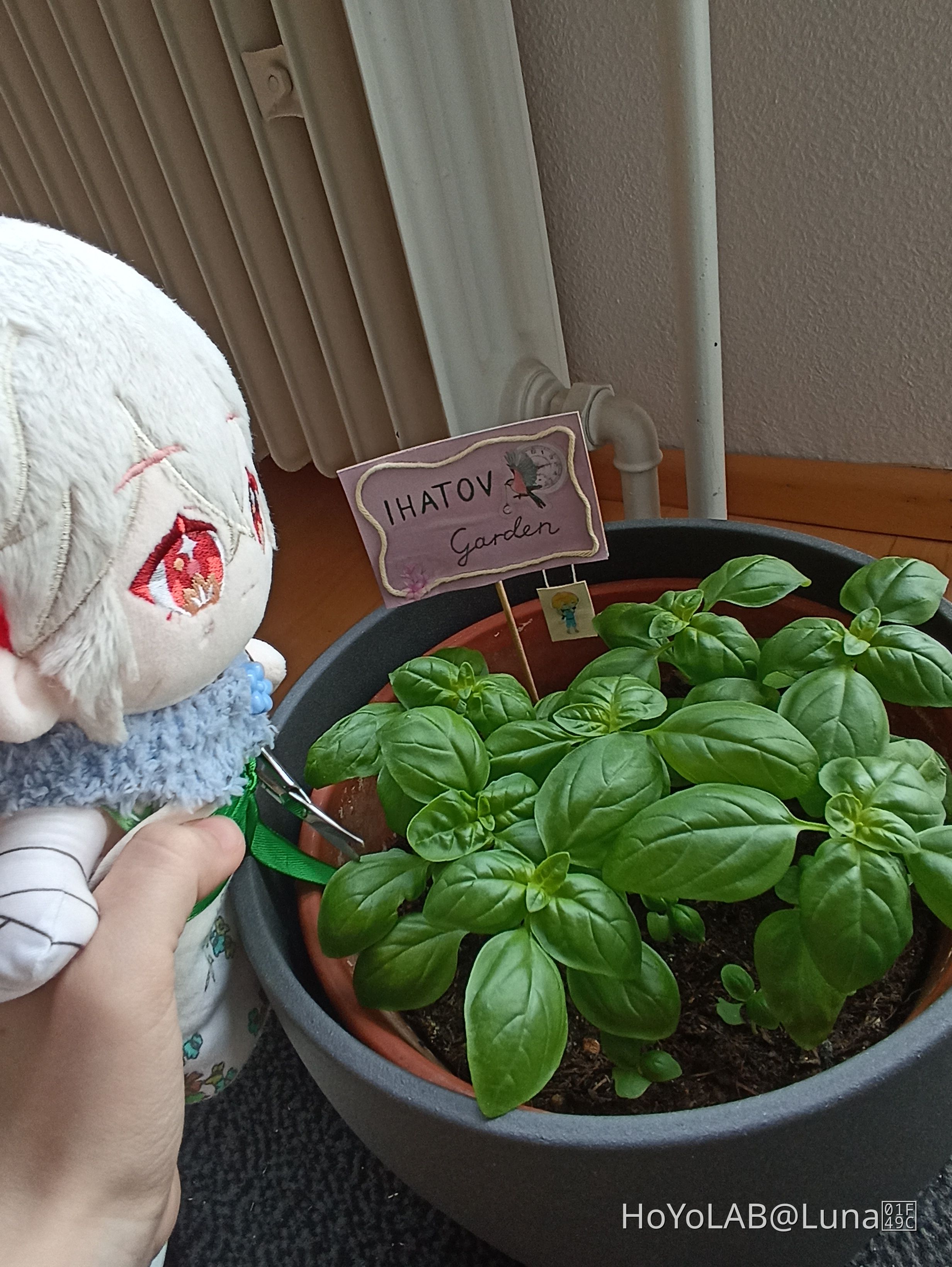 Basil Update Genshin Impact | HoYoLAB