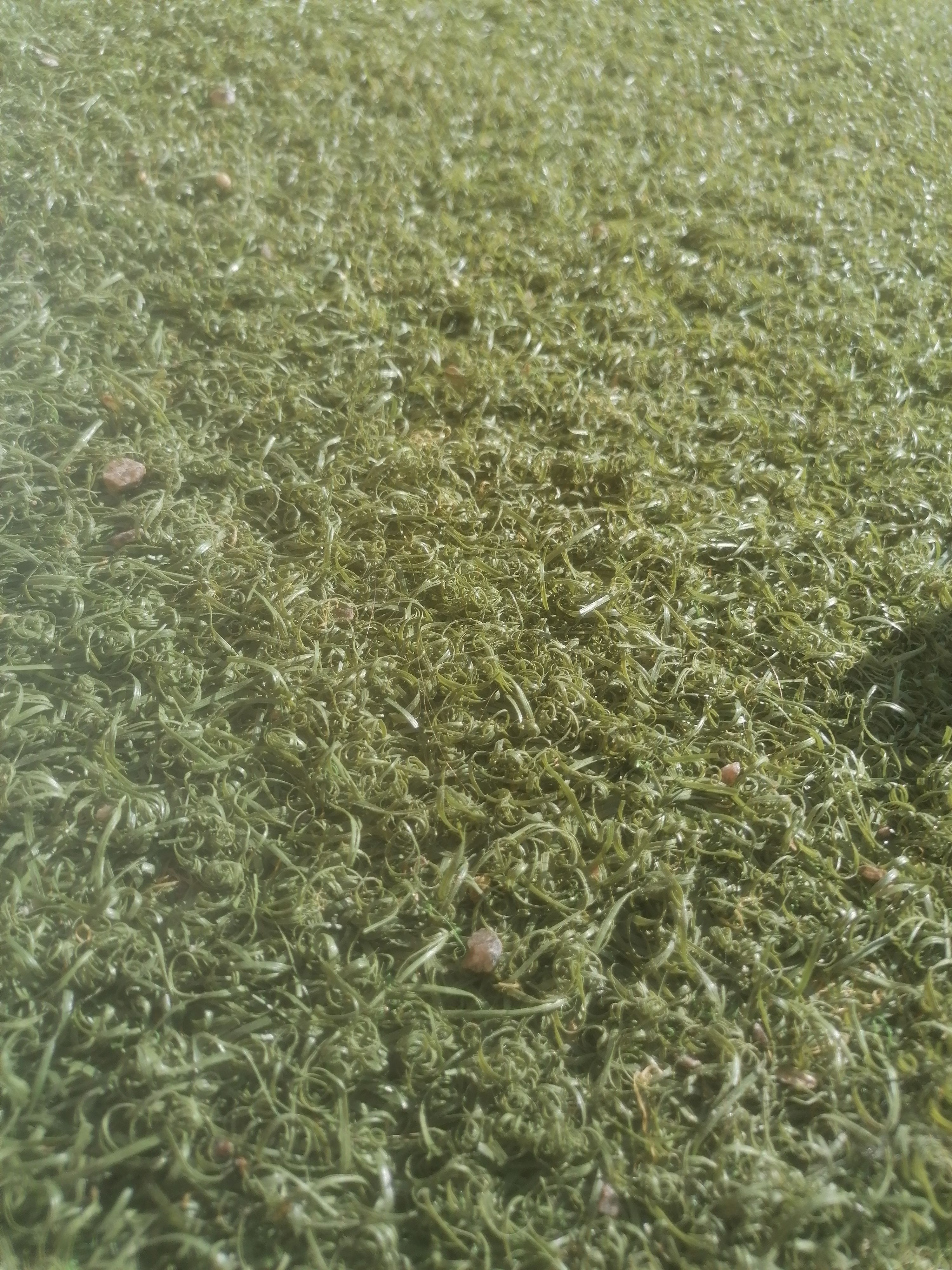 OMG IM TOUCHING GRASS Genshin Impact | HoYoLAB