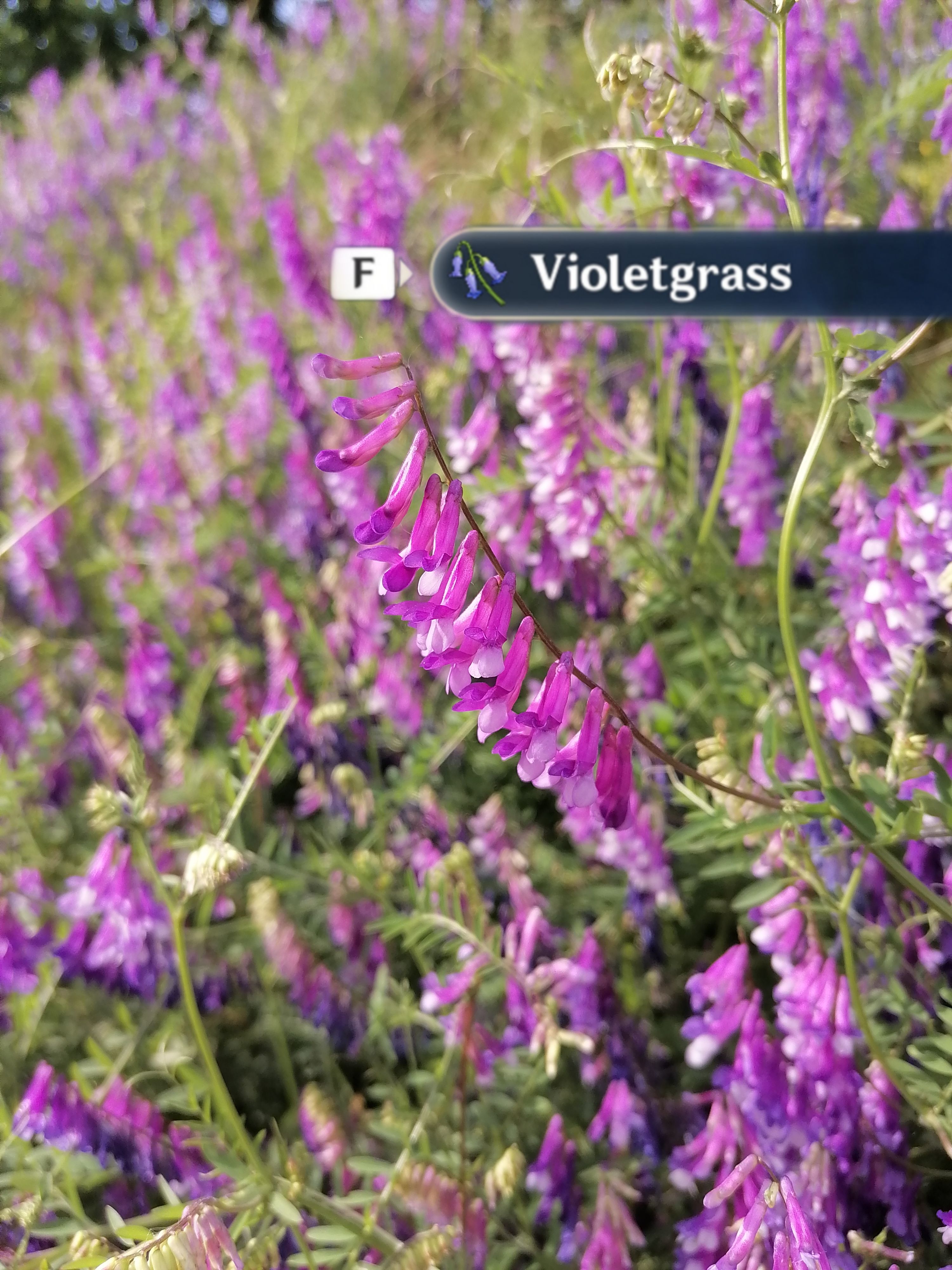 VIOLET GRASS Genshin Impact | HoYoLAB