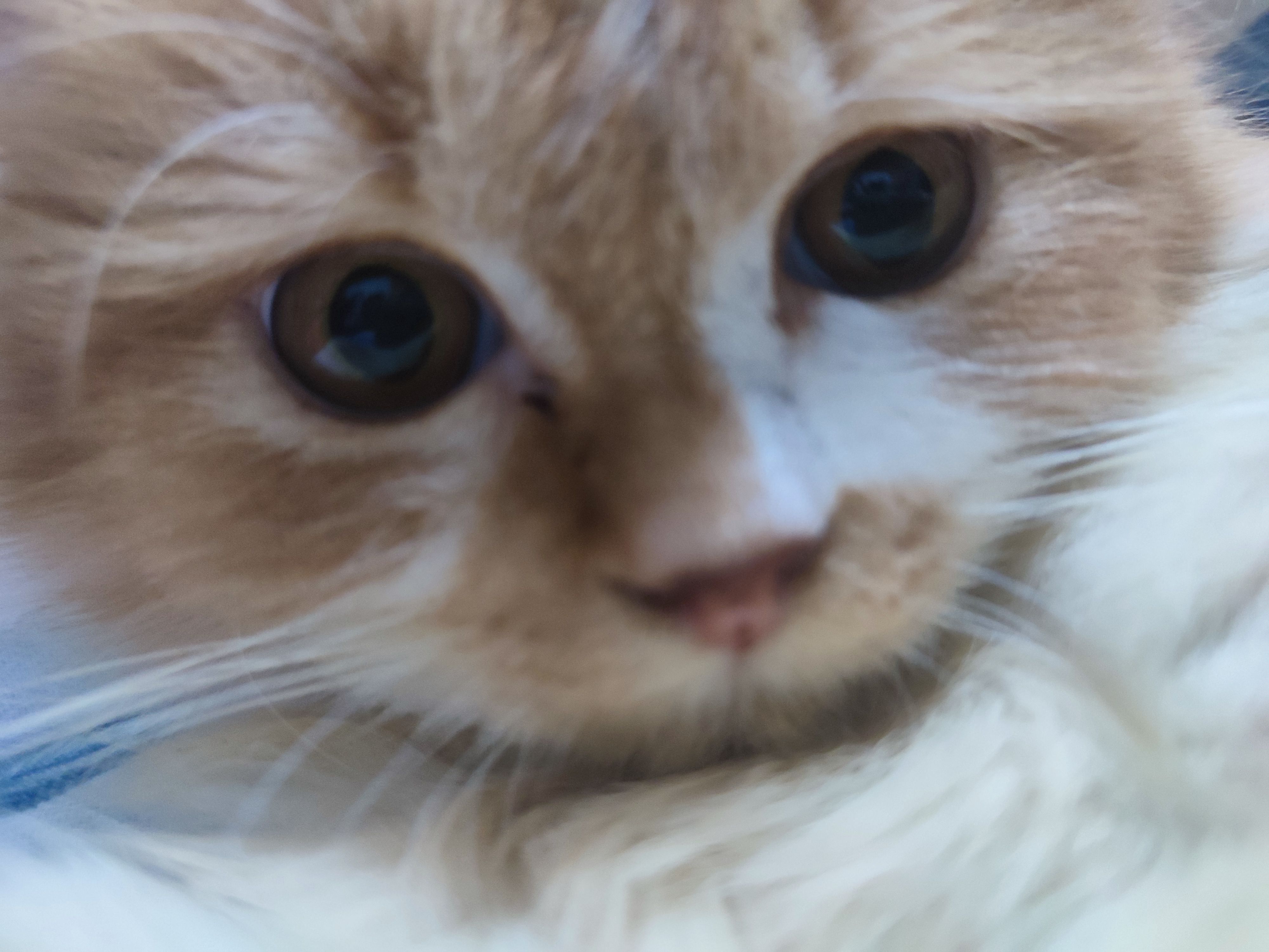 My favourite pic of my cat😺 | HoYoLAB