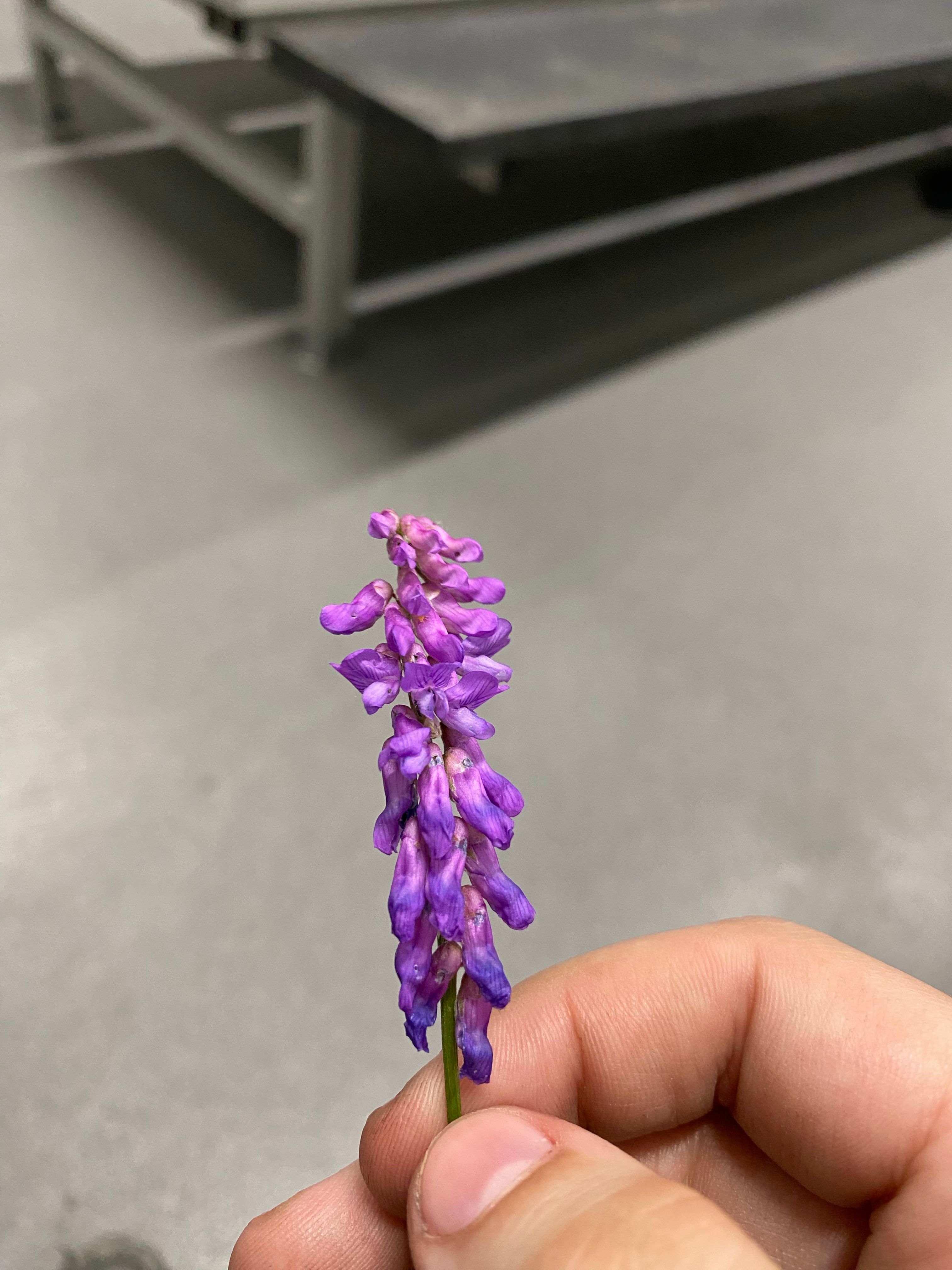 Violet grass irl Genshin Impact | HoYoLAB