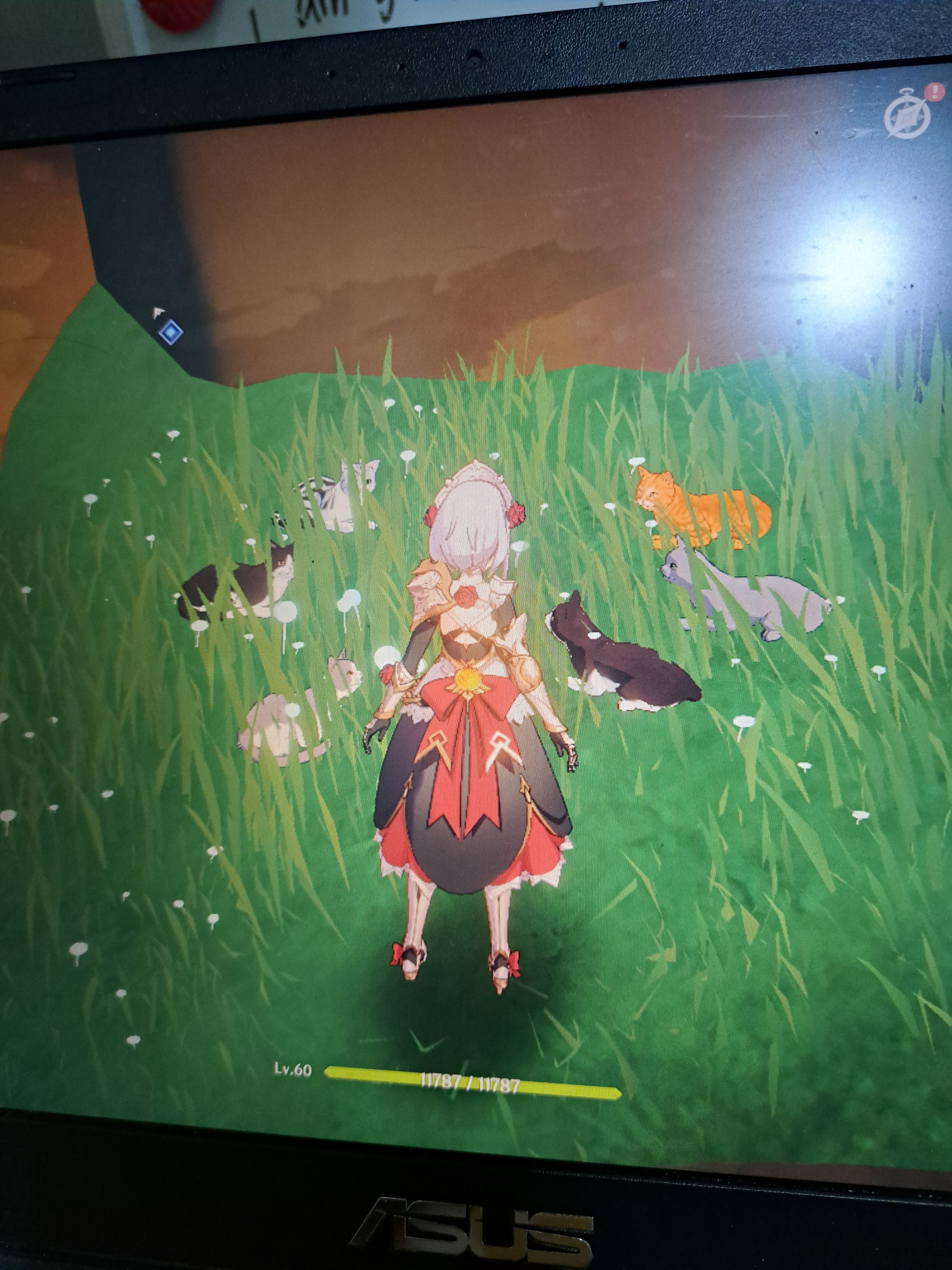 Secret Neko Gathering Genshin Impact | HoYoLAB