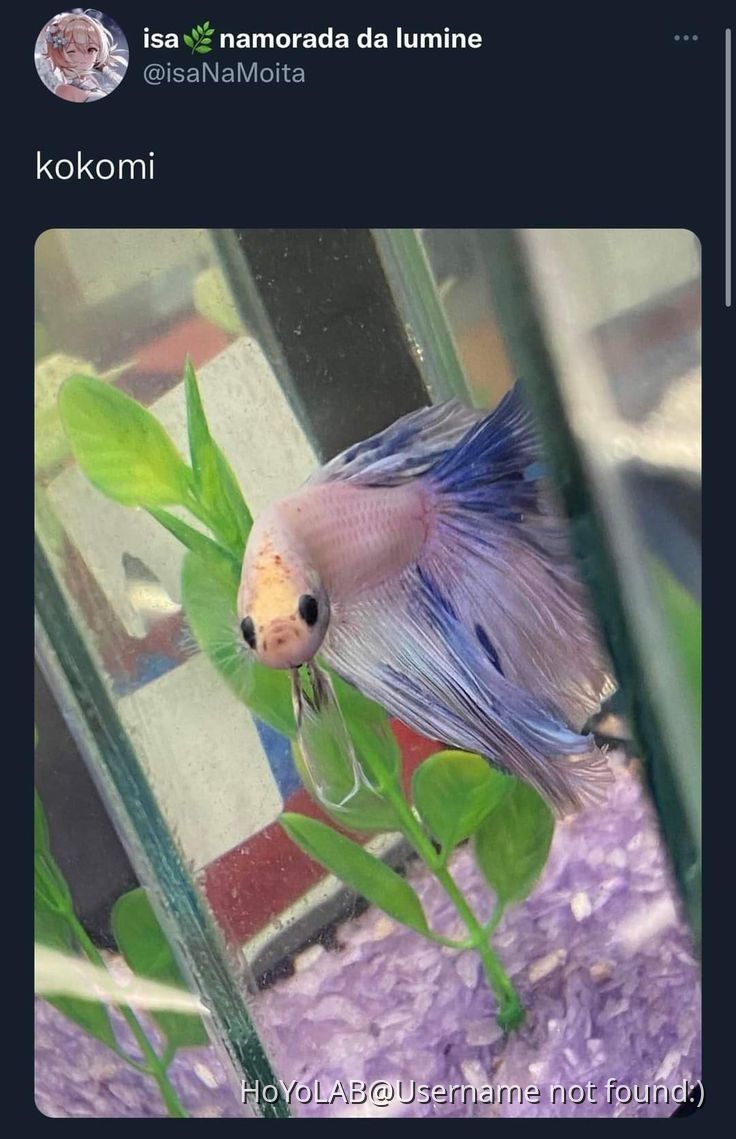 fish Genshin Impact | HoYoLAB