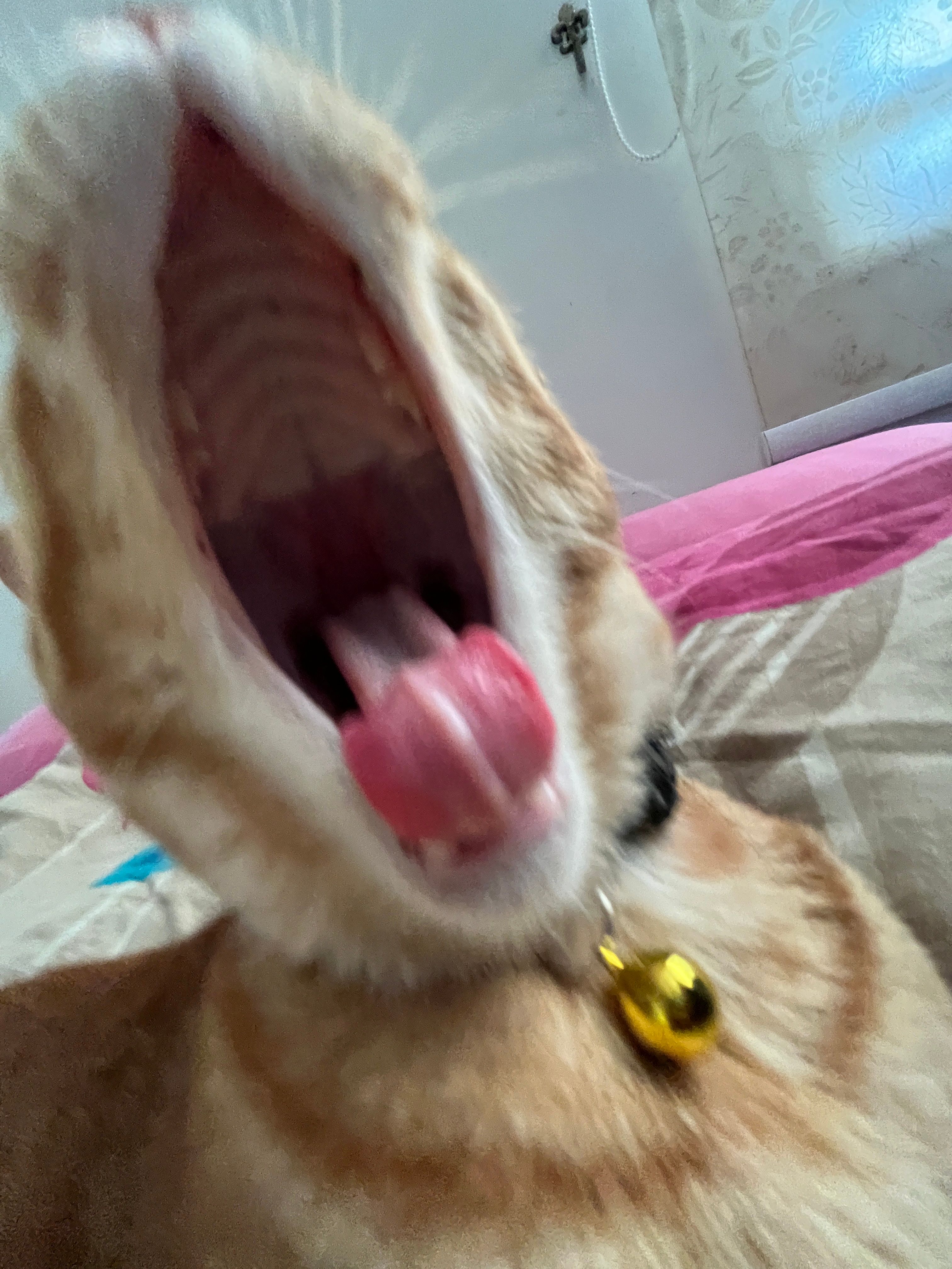 random photo of cat | HoYoLAB