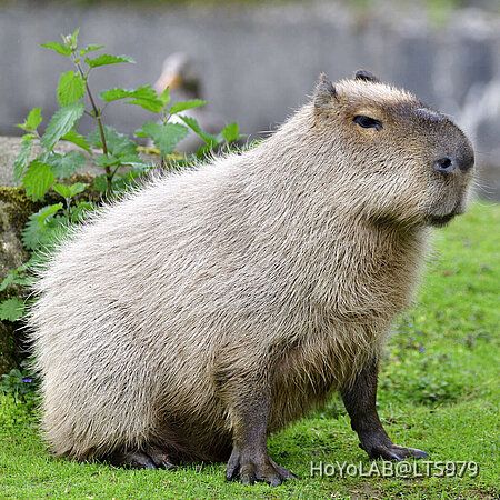 I love you so please take this capybara | HoYoLAB