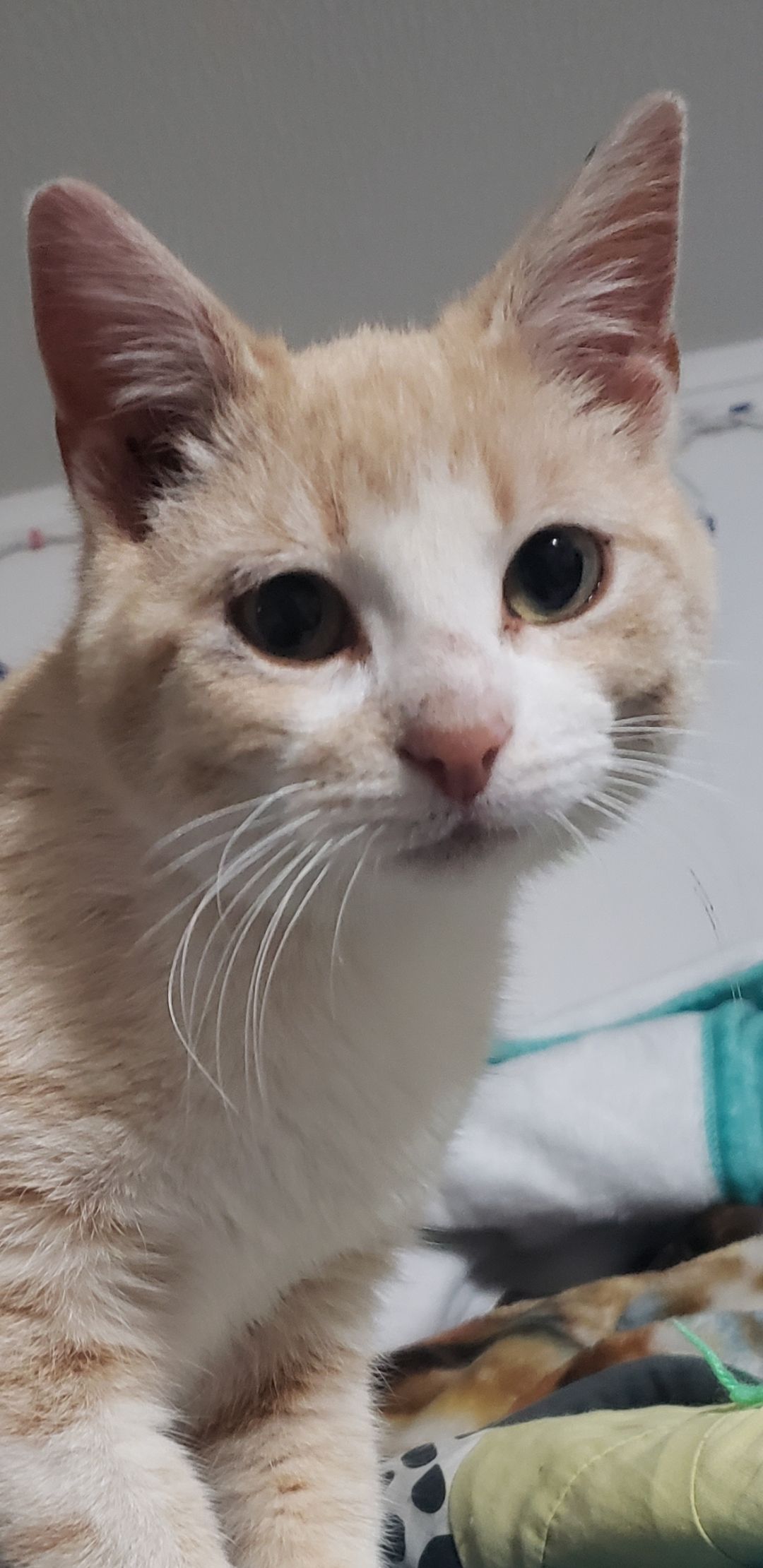 my cat is now kaveh (⁠ ⁠ꈍ⁠ᴗ⁠ꈍ⁠) Genshin Impact | HoYoLAB